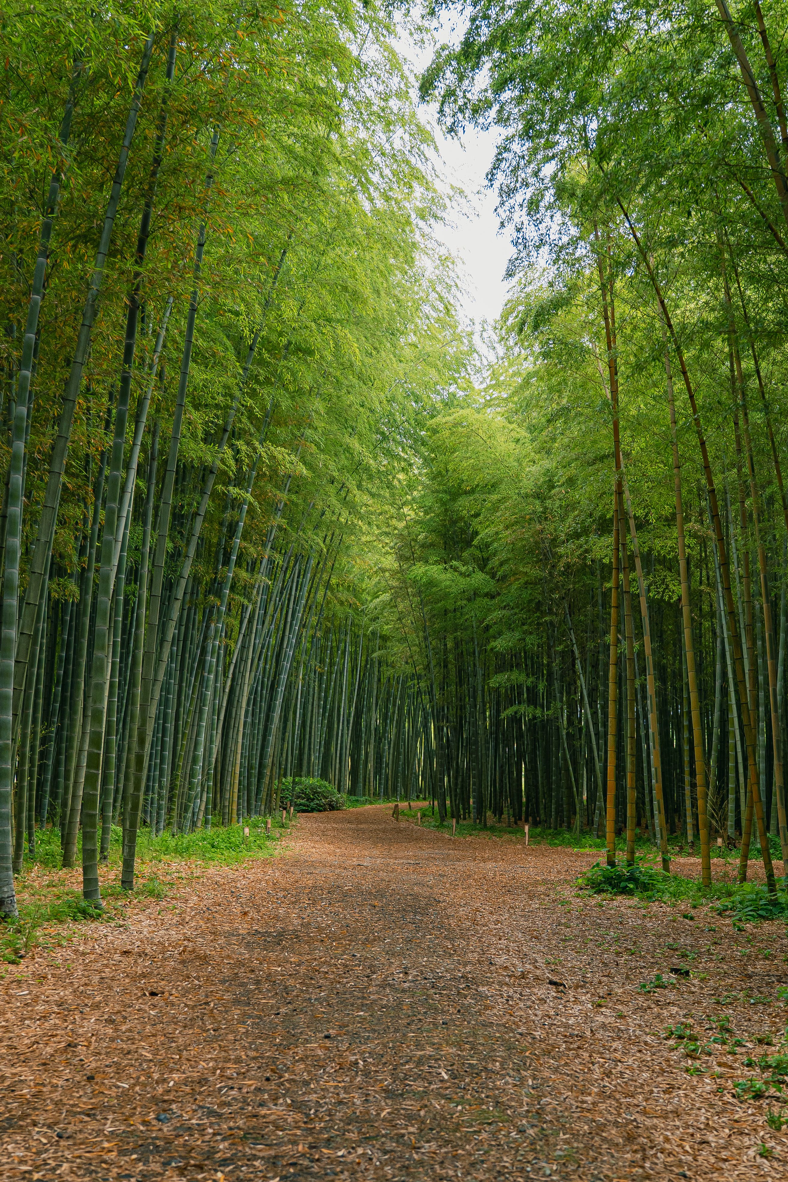 Japan Forest Photos, Download The BEST Free Japan Forest Stock Photos ...
