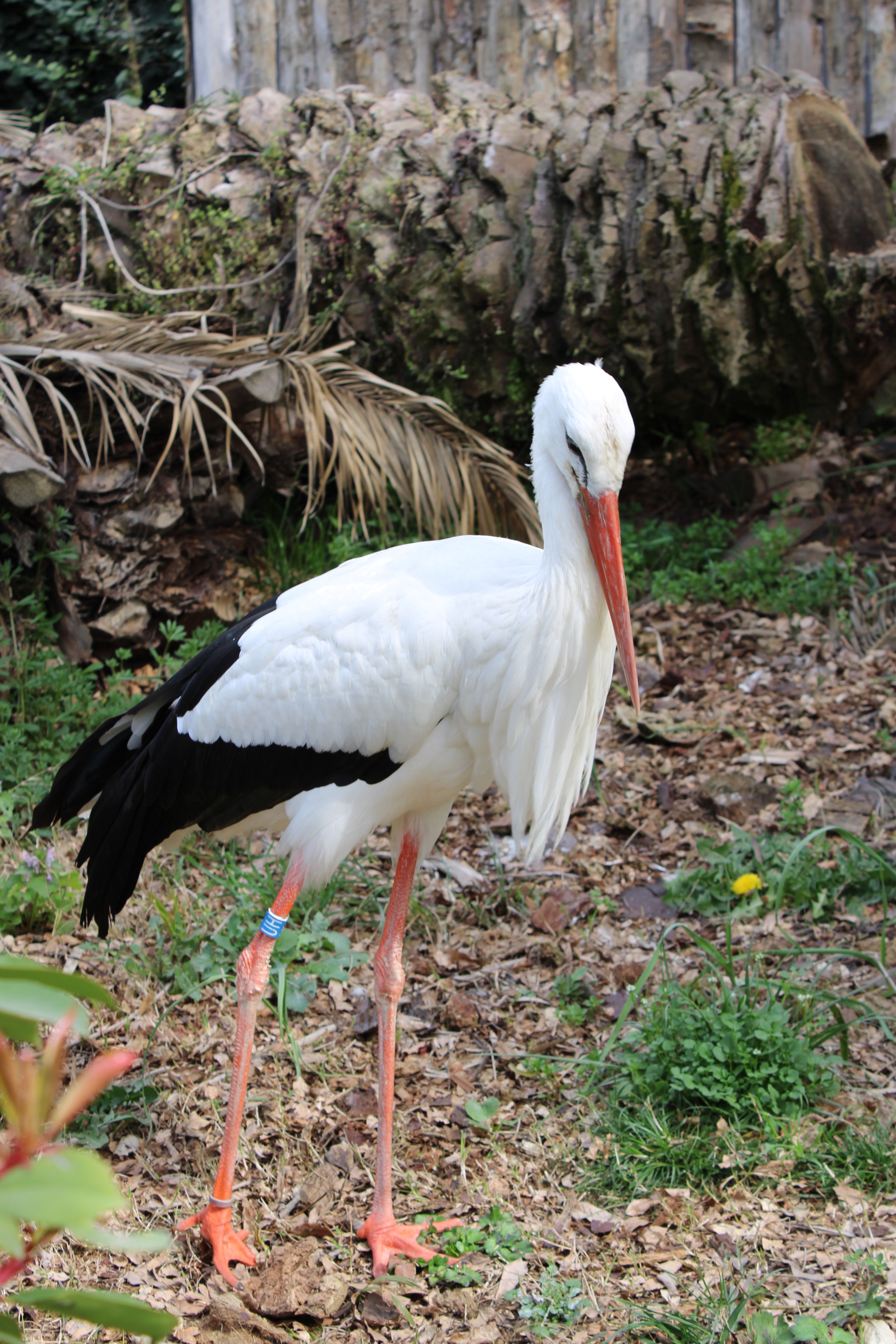 White Stork Standing in Natural Habitat Outdoors · Free Stock Photo