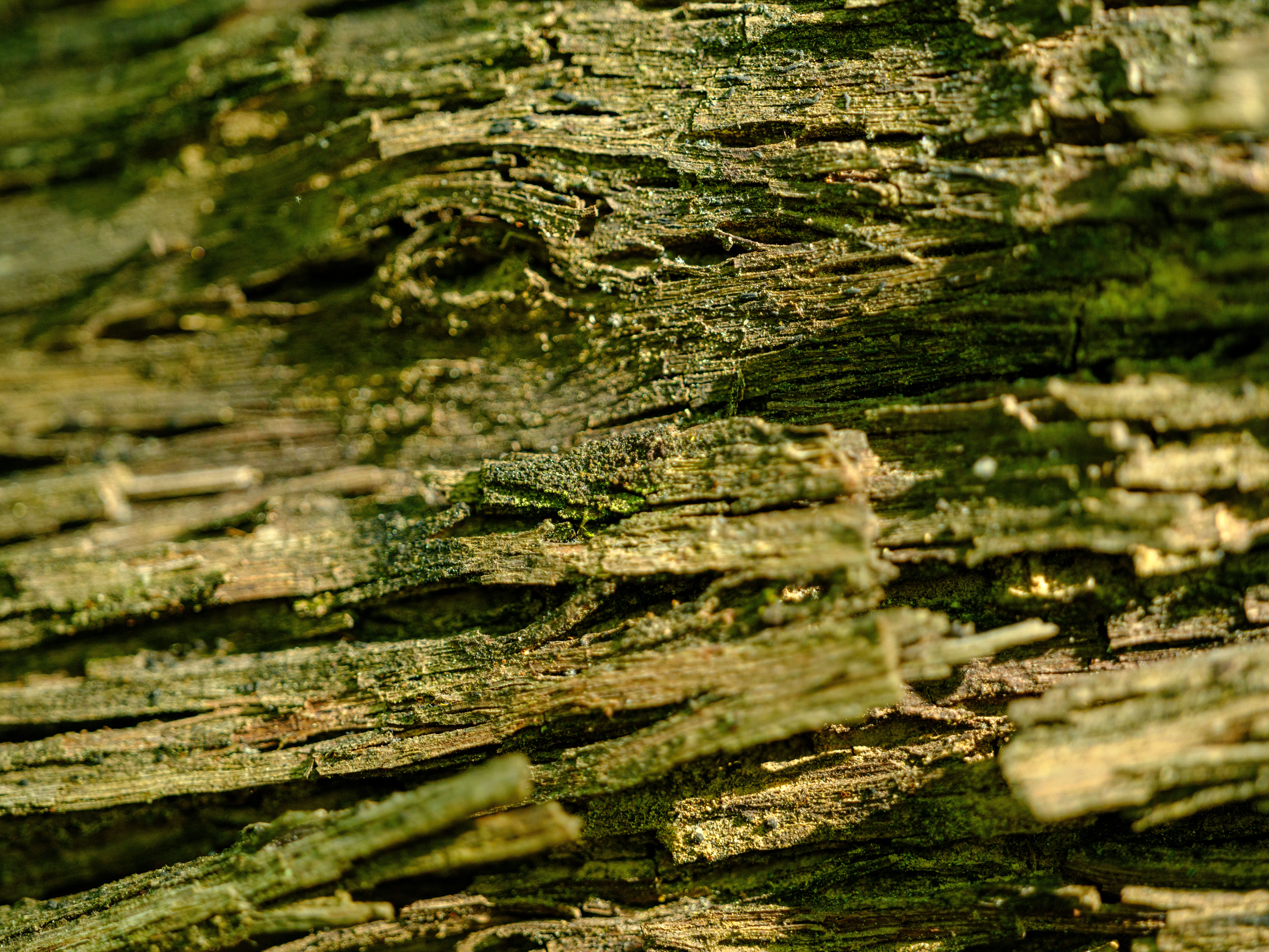 Close-up of Weathered Tree Bark with Rustic Texture · Free Stock Photo