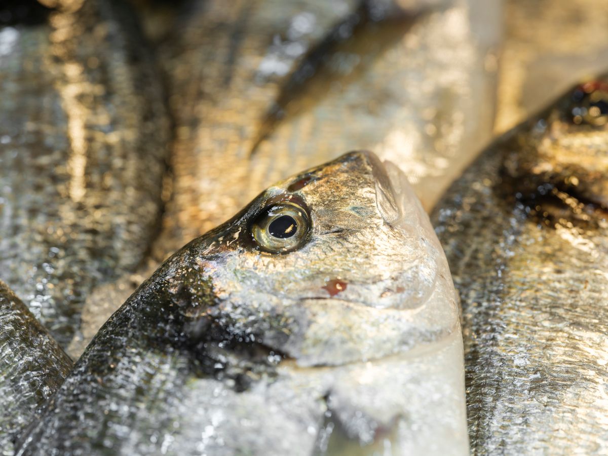 Bream Fish Photos, Download The BEST Free Bream Fish Stock Photos & HD ...