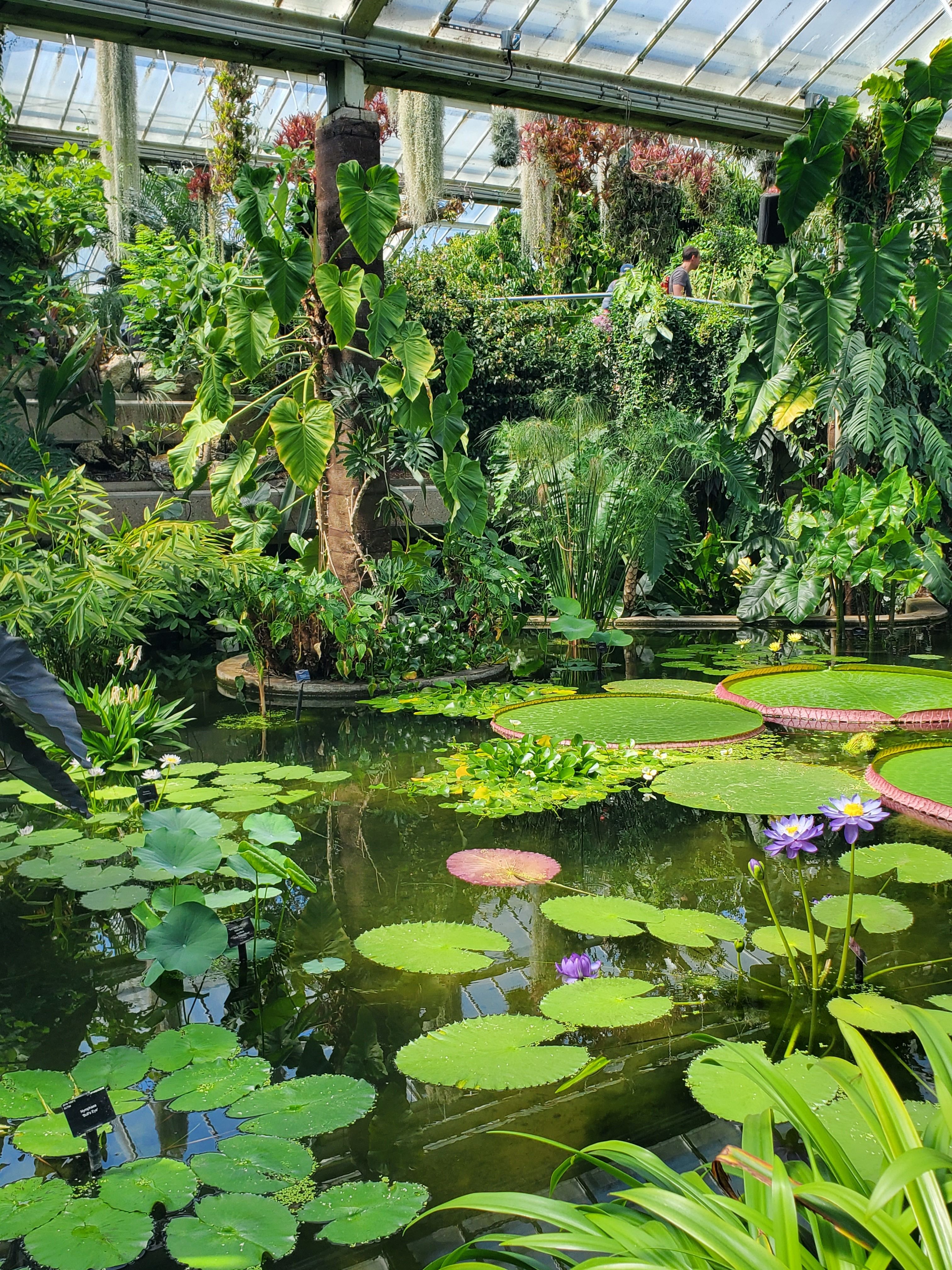 Lush Botanical Garden with Water Lilies and Tropical Plants · Free ...