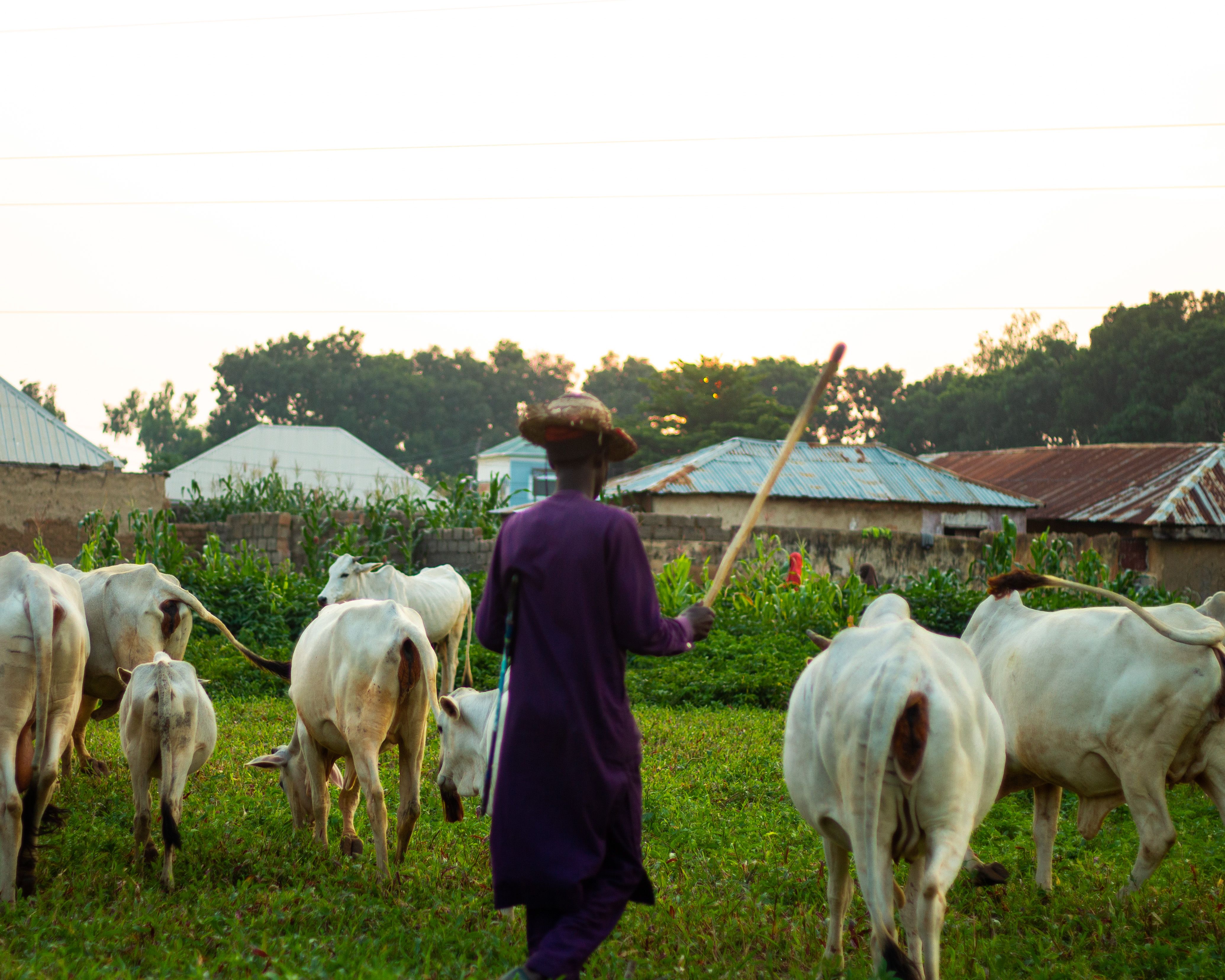 African Farmer Herding Cattle in Rural Village · Free Stock Photo