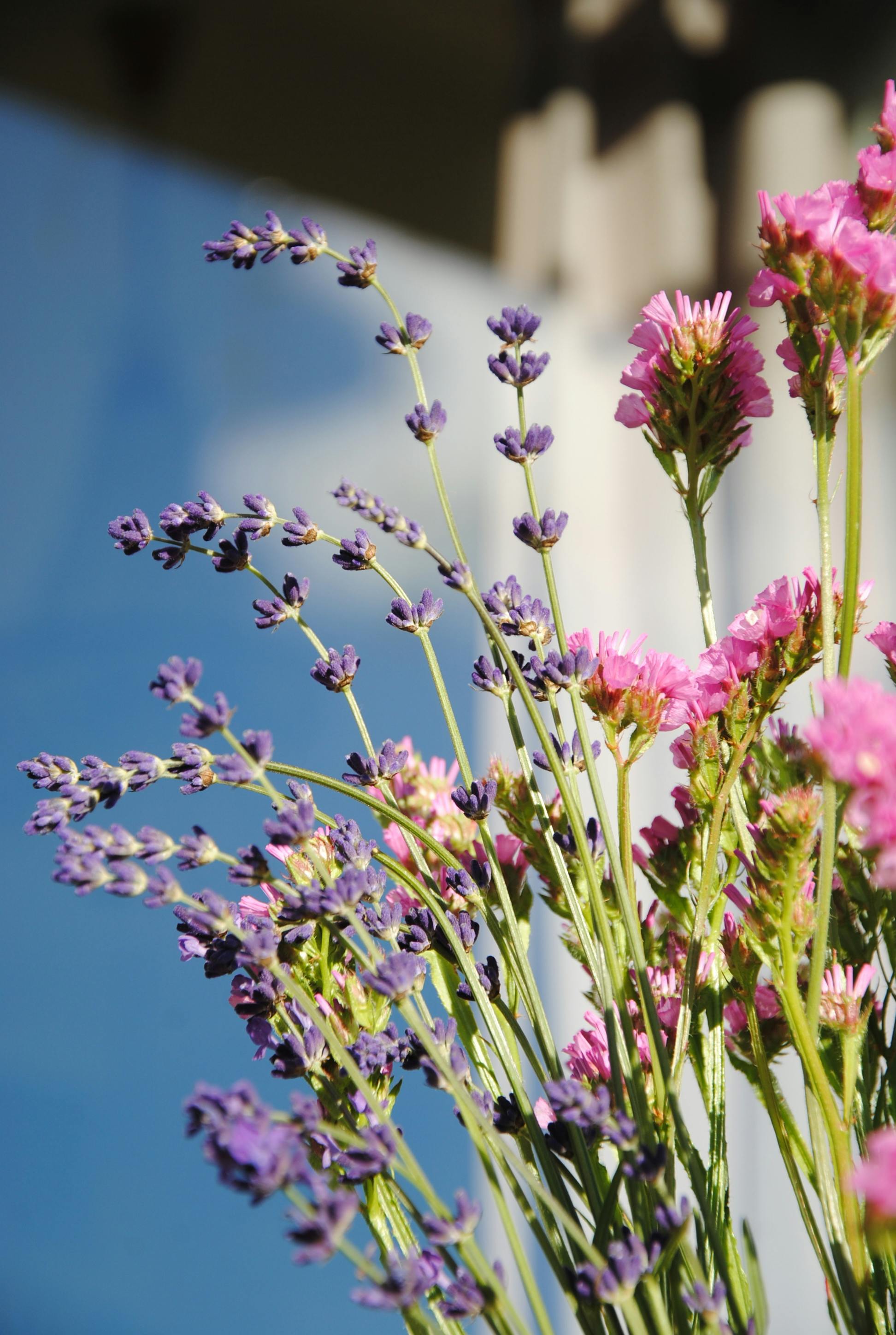 Vibrant Bouquet of Pink and Purple Flowers Outdoors · Free Stock Photo