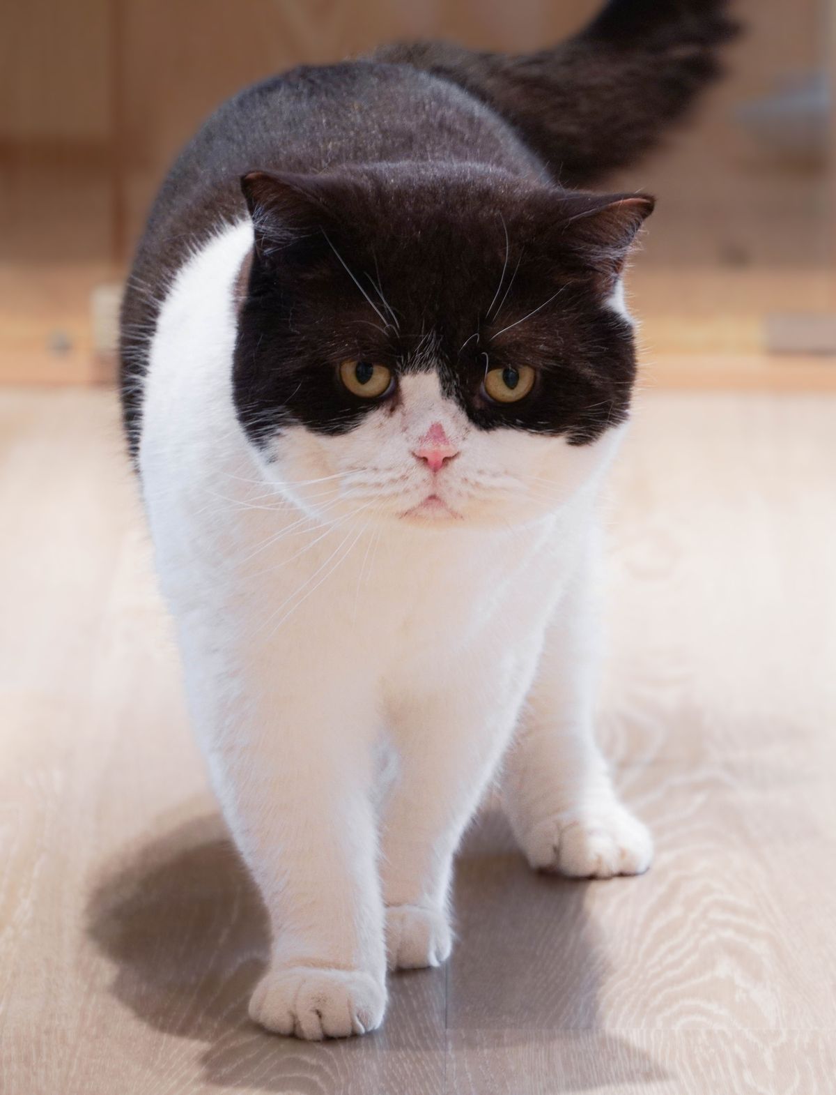 Cute Cat Pfp Photos, Download The BEST Free Cute Cat Pfp Stock Photos ...