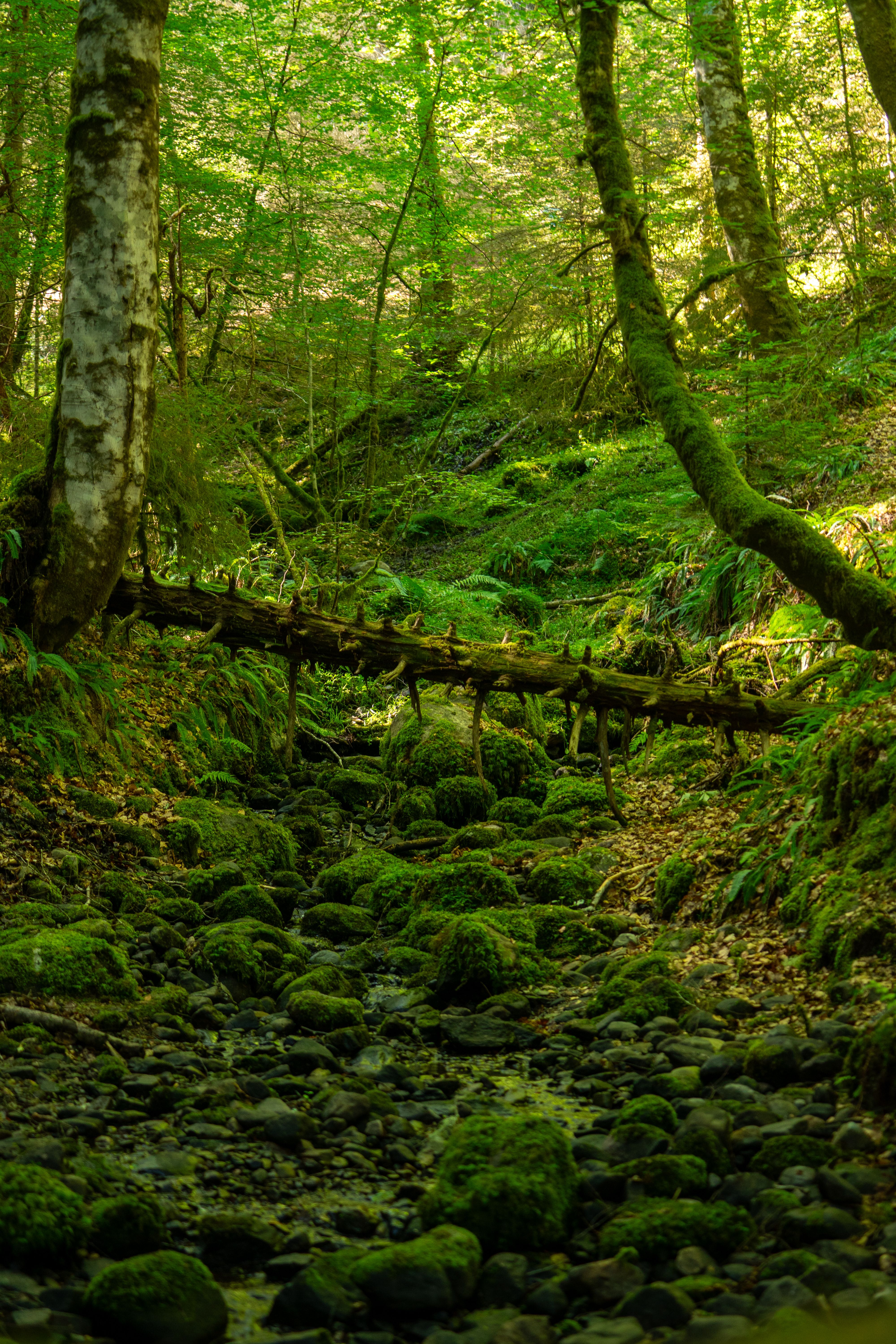 Serene Forest in Scotland with Mossy Creek · Free Stock Photo