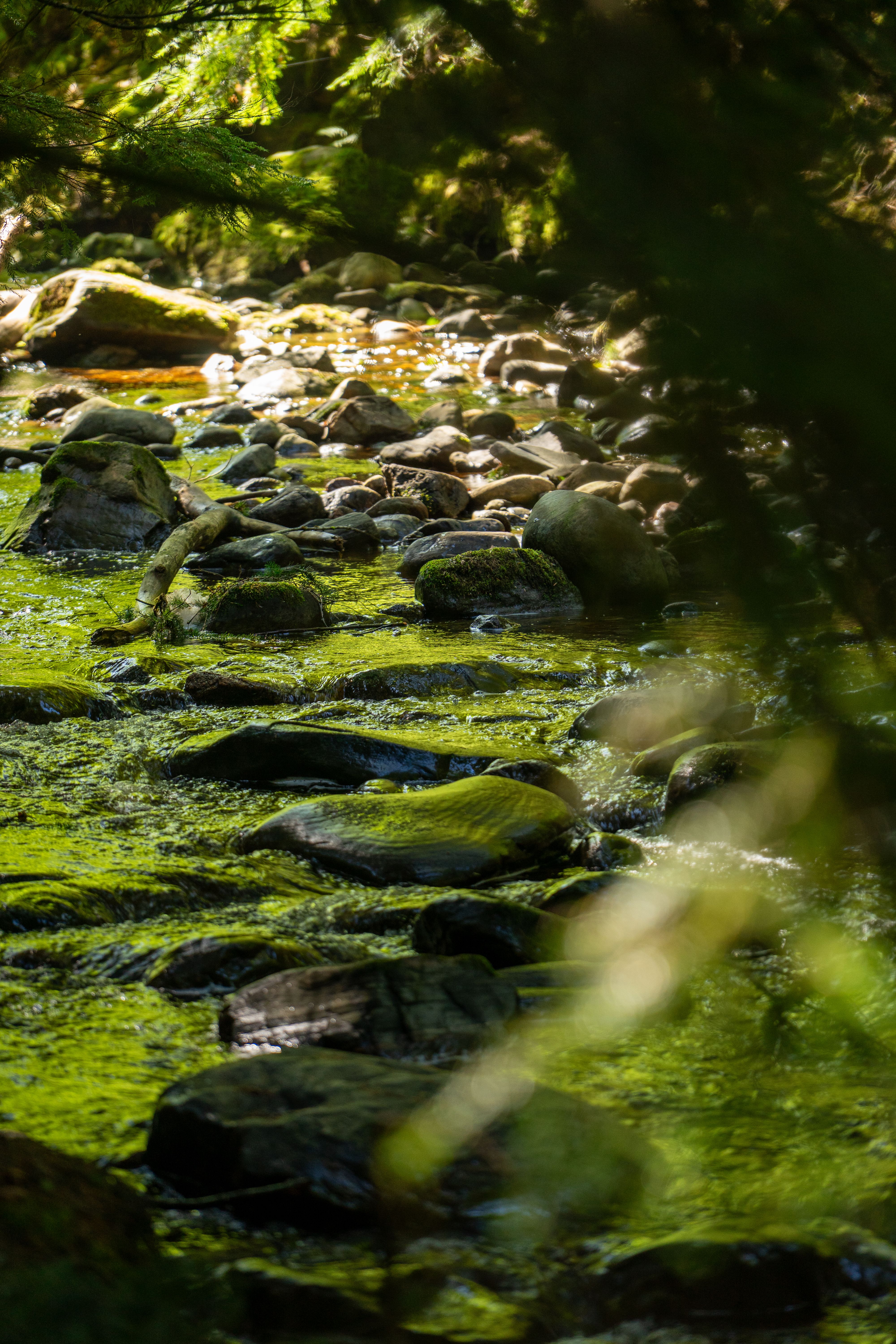 Serene Forest Stream in Scottish Woodland · Free Stock Photo