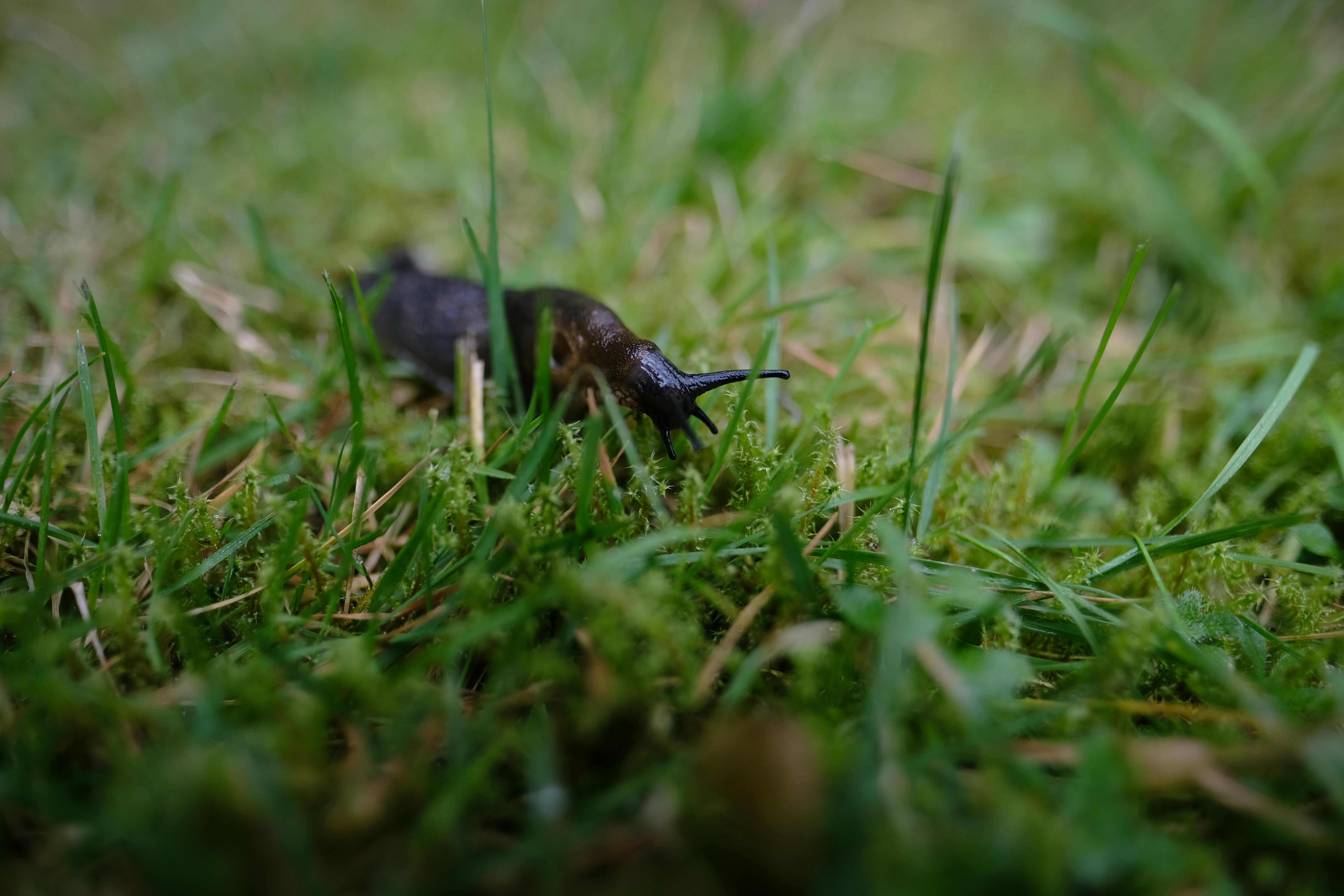 Slug Photos, Download The BEST Free Slug Stock Photos & HD Images