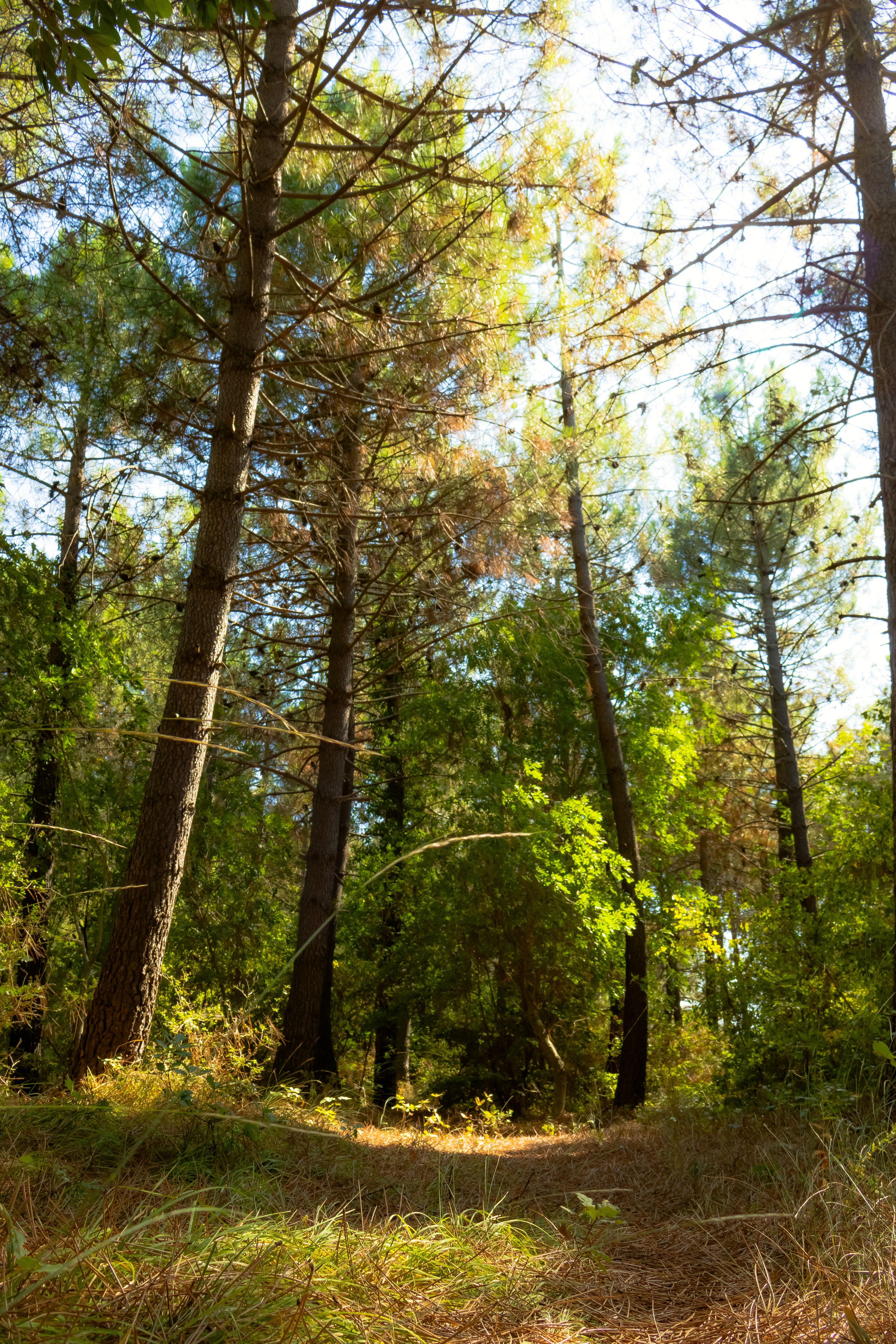Sunlit Forest Path in İstanbul Wilderness · Free Stock Photo