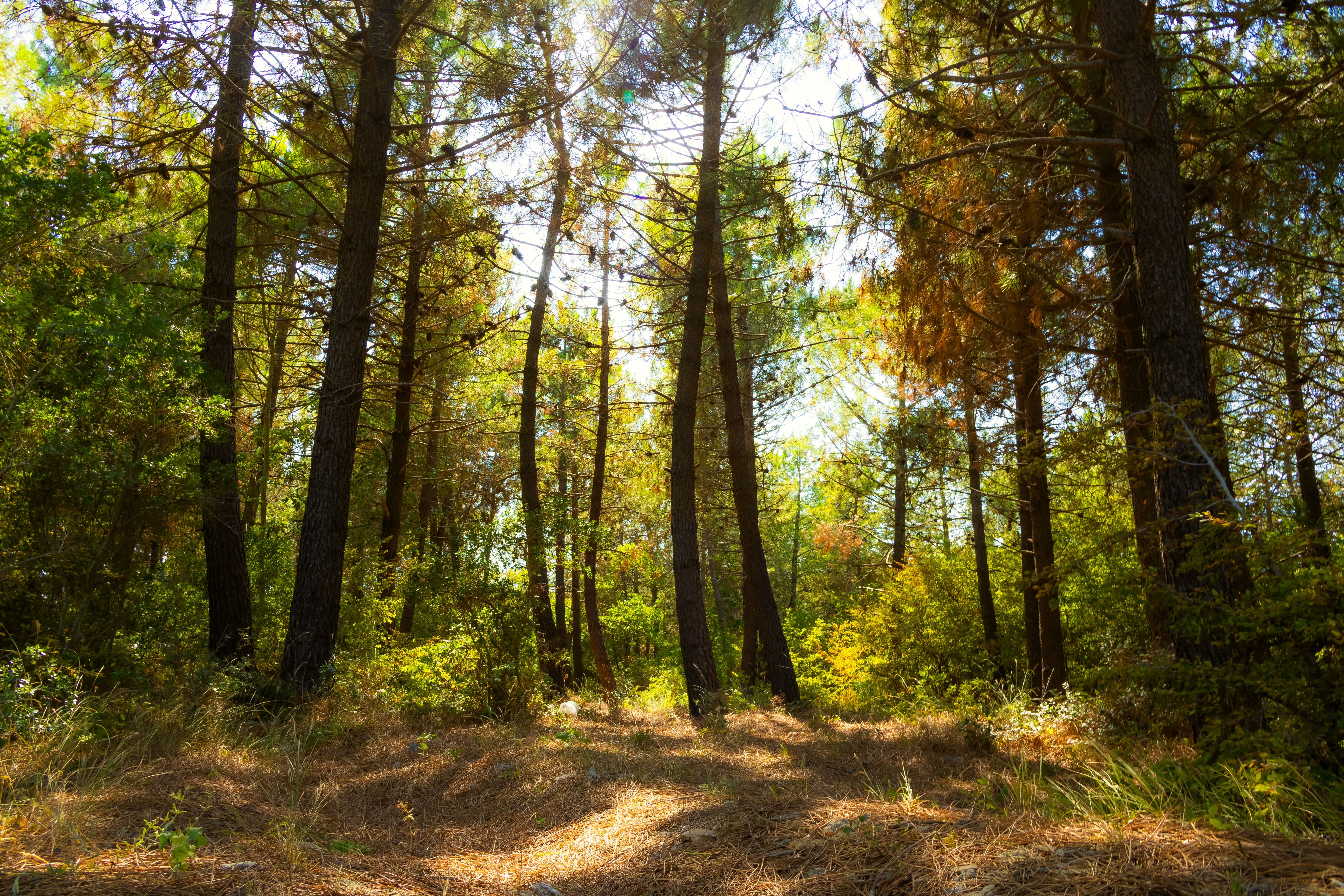 Sunlit Forest Pathway in İstanbul, Türkiye · Free Stock Photo