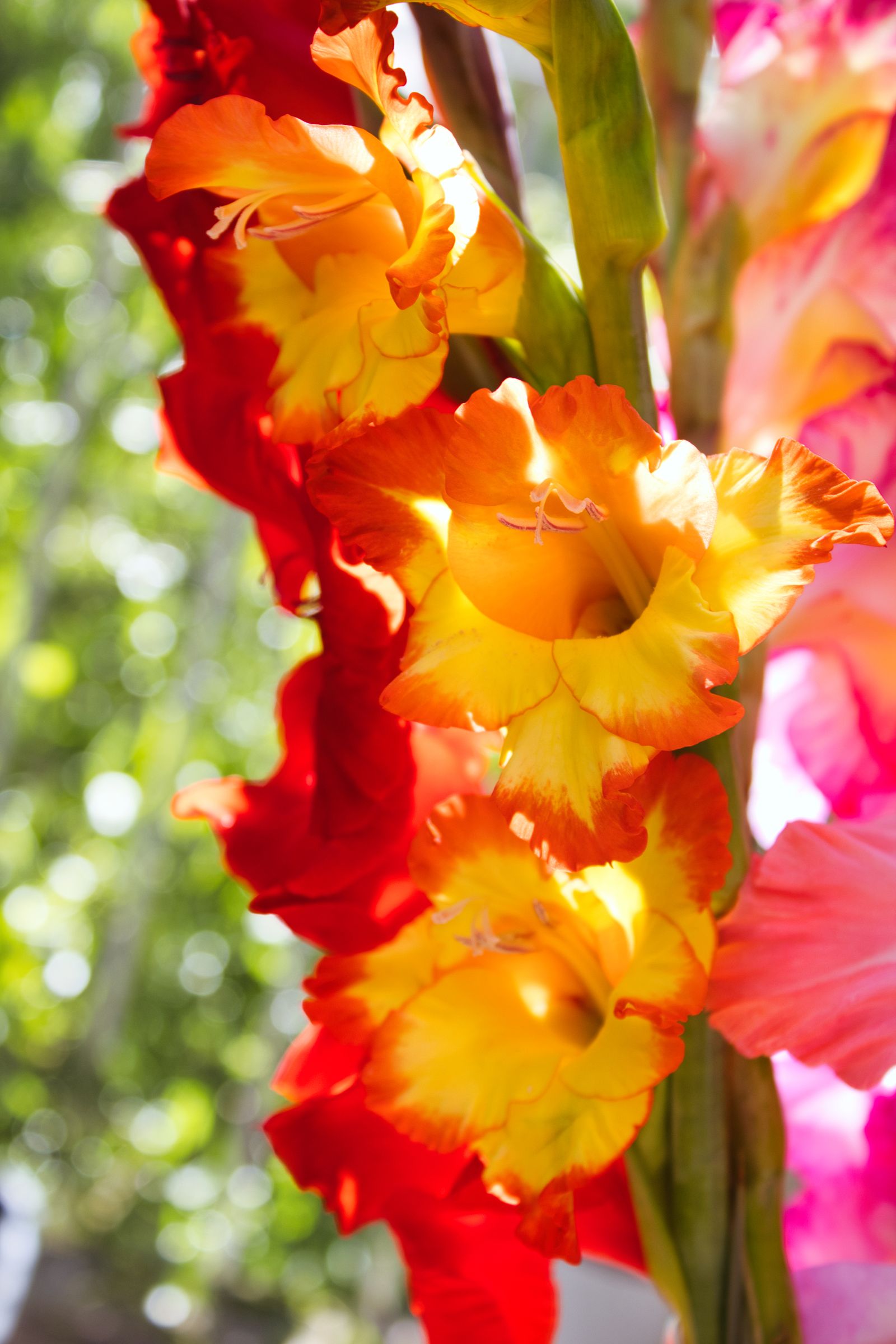 Flower Png Photos, Download The BEST Free Flower Png Stock Photos & HD ...