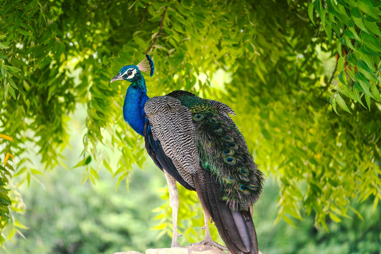 Peacock Images Photos, Download The BEST Free Peacock Images Stock ...