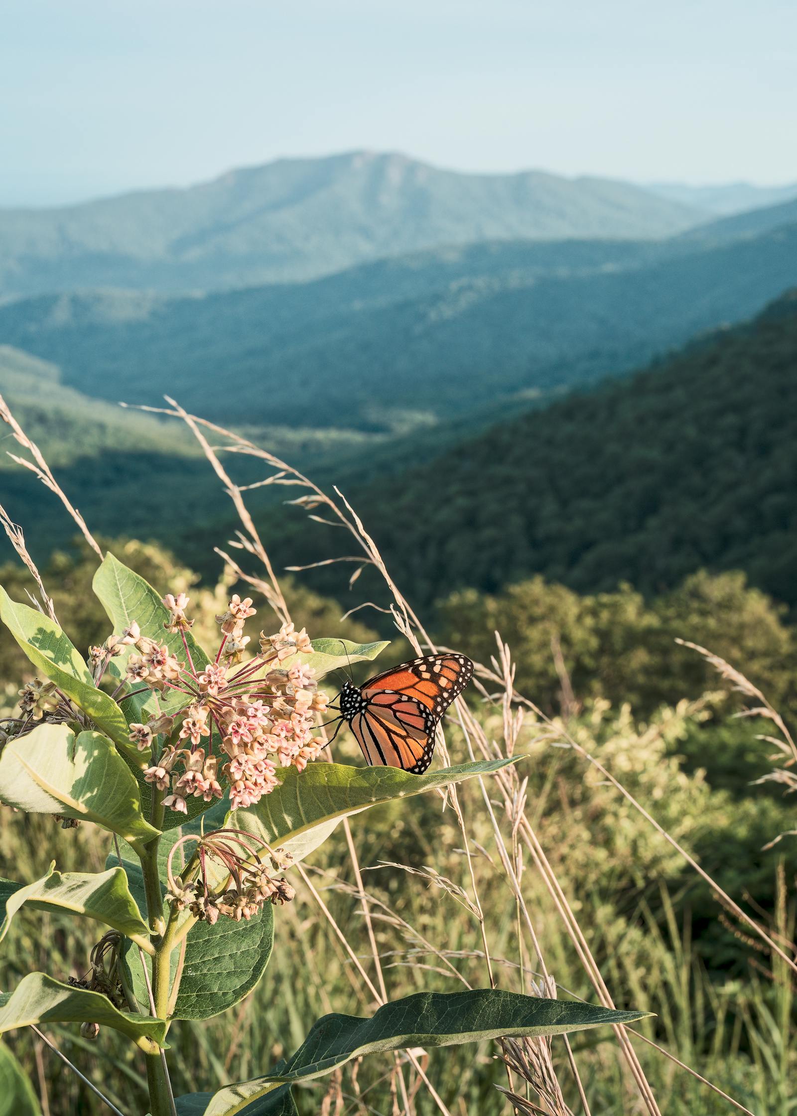Blue Ridge Mountains Photos, Download The BEST Free Blue Ridge ...