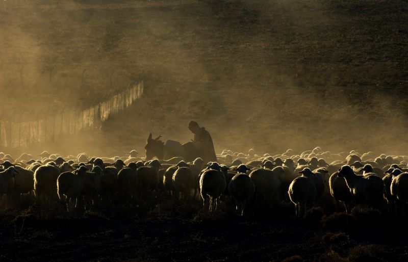 Shepherd And Sheep Photos, Download The BEST Free Shepherd And Sheep ...