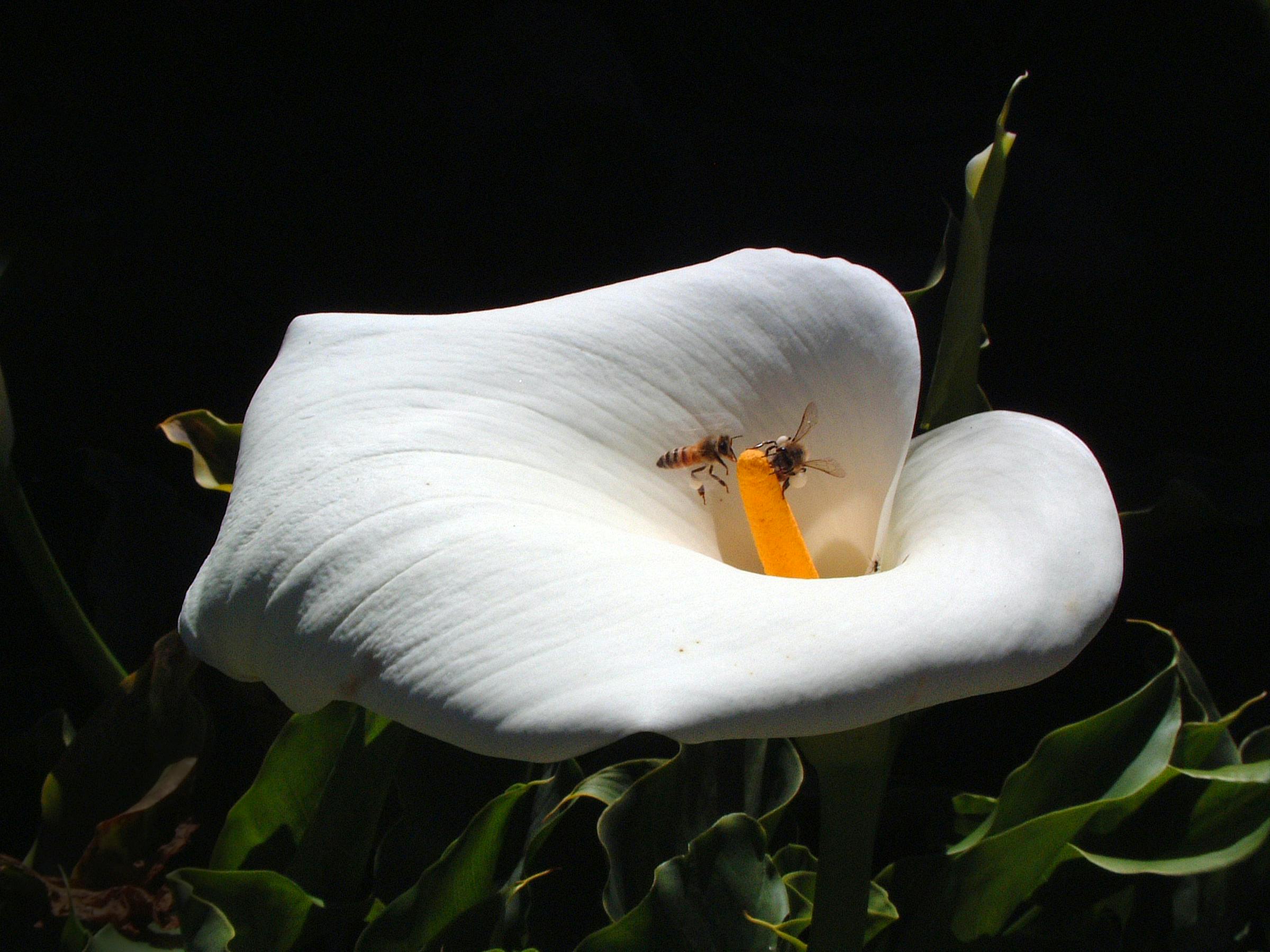 How much sun do calla lilies need to thrive and bloom?