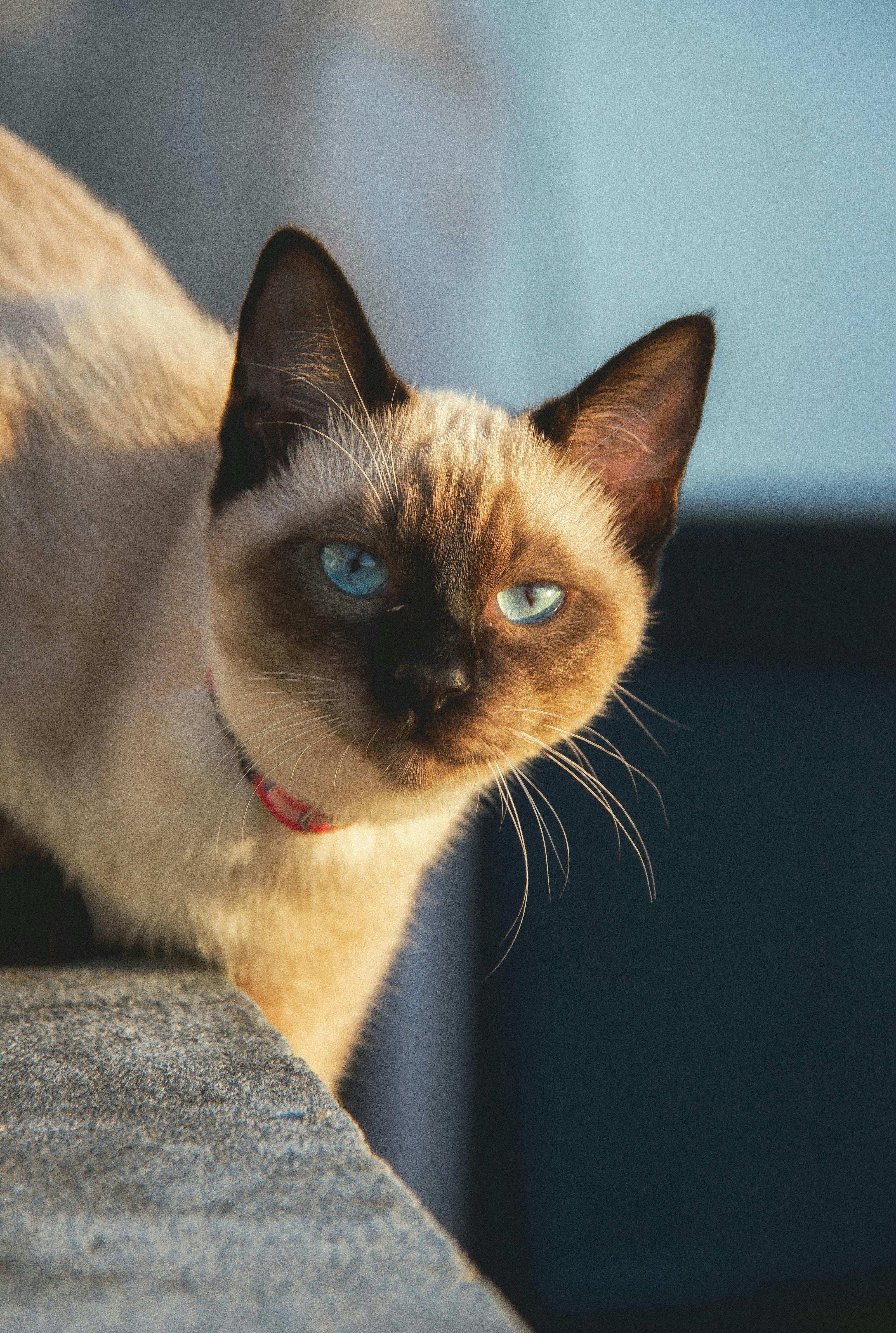A siamese cat sitting on a ledge looking out over a city · Free Stock Photo