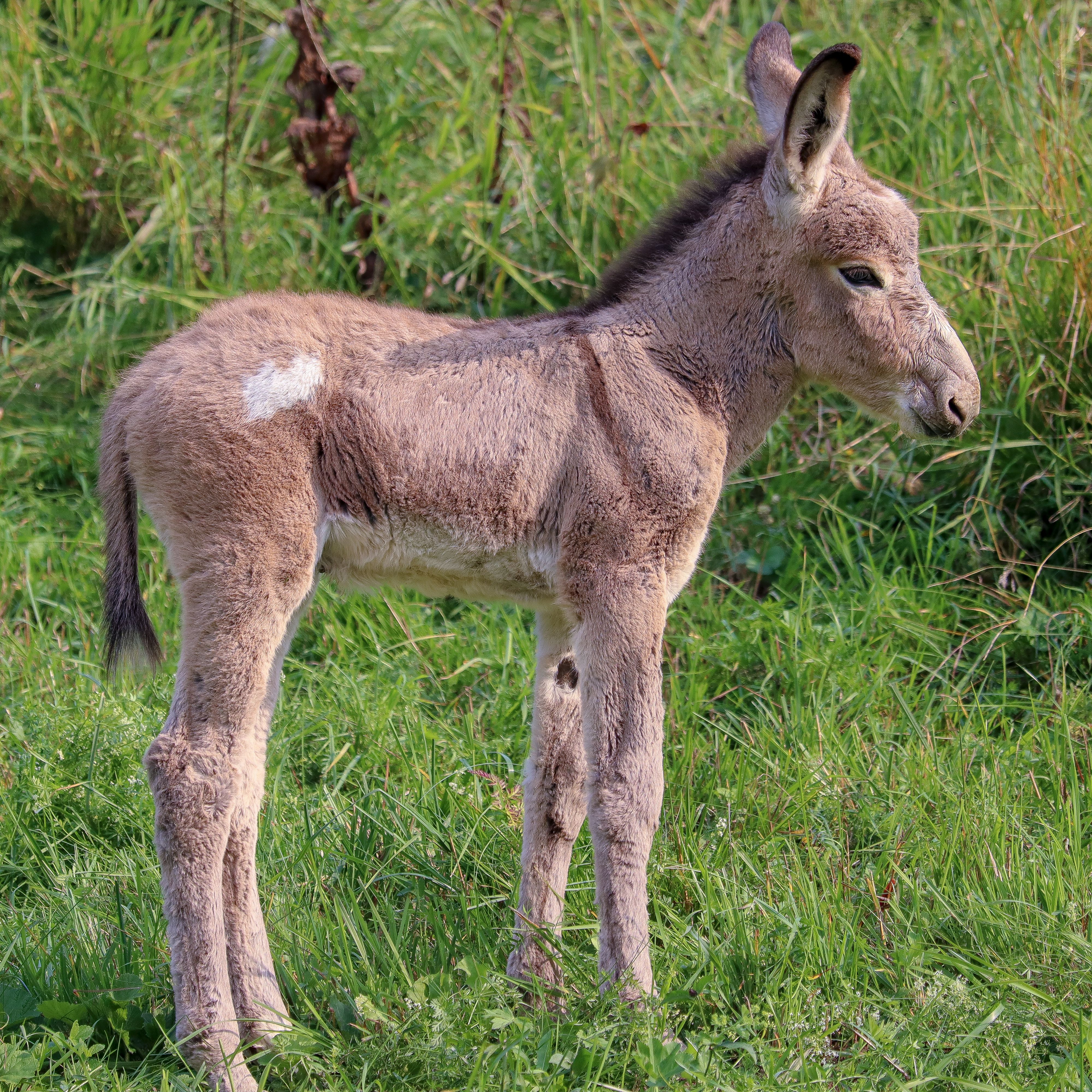 Donkey With Colt Photos, Download The BEST Free Donkey With Colt Stock ...