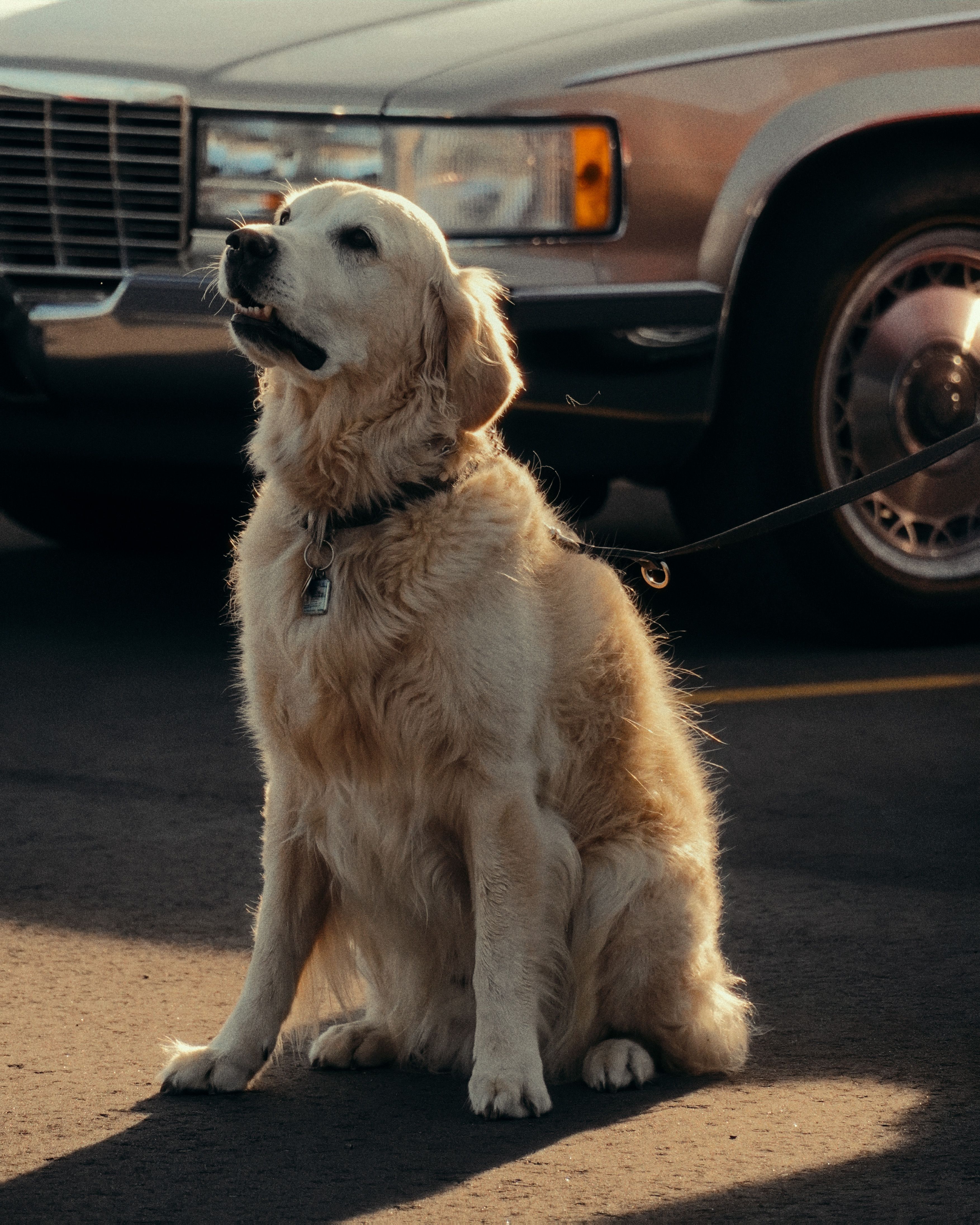 Street Dogs Photos, Download The BEST Free Street Dogs Stock Photos ...