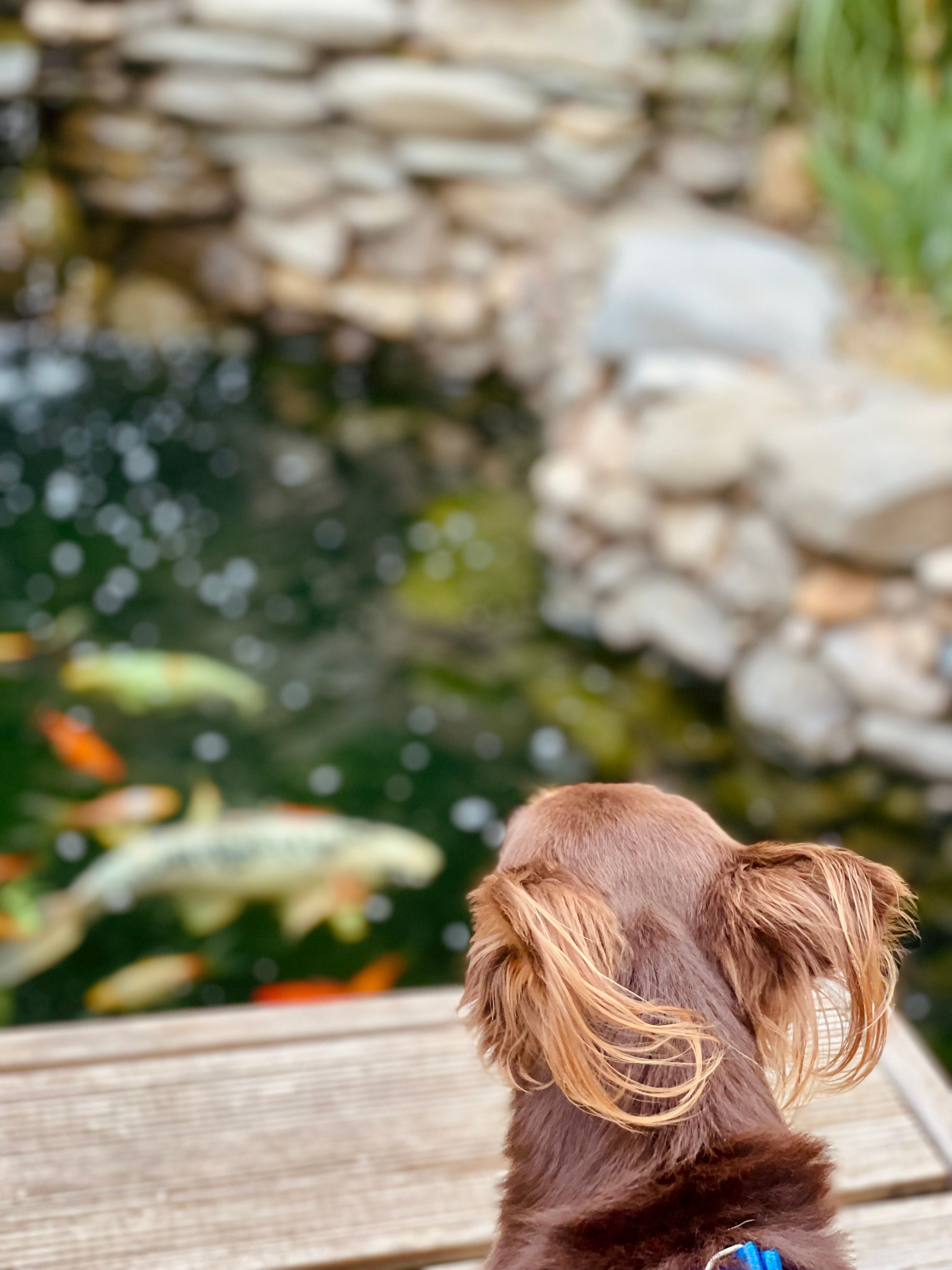 Koi Dog Plow Photos, Download The BEST Free Koi Dog Plow Stock Photos ...