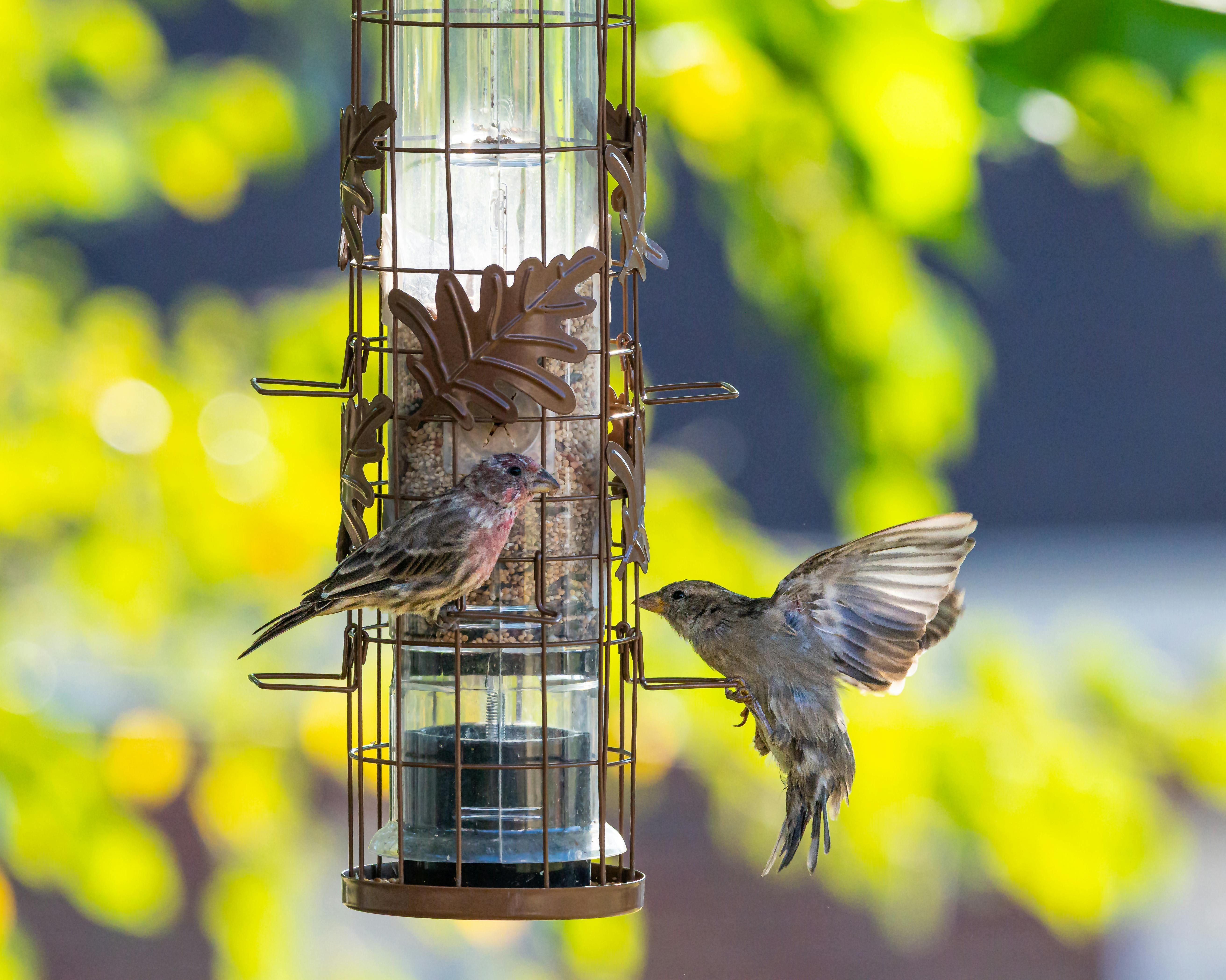 Bird Feeders That Attract the Most Colorful Birds - Dallas Single (Mom ...