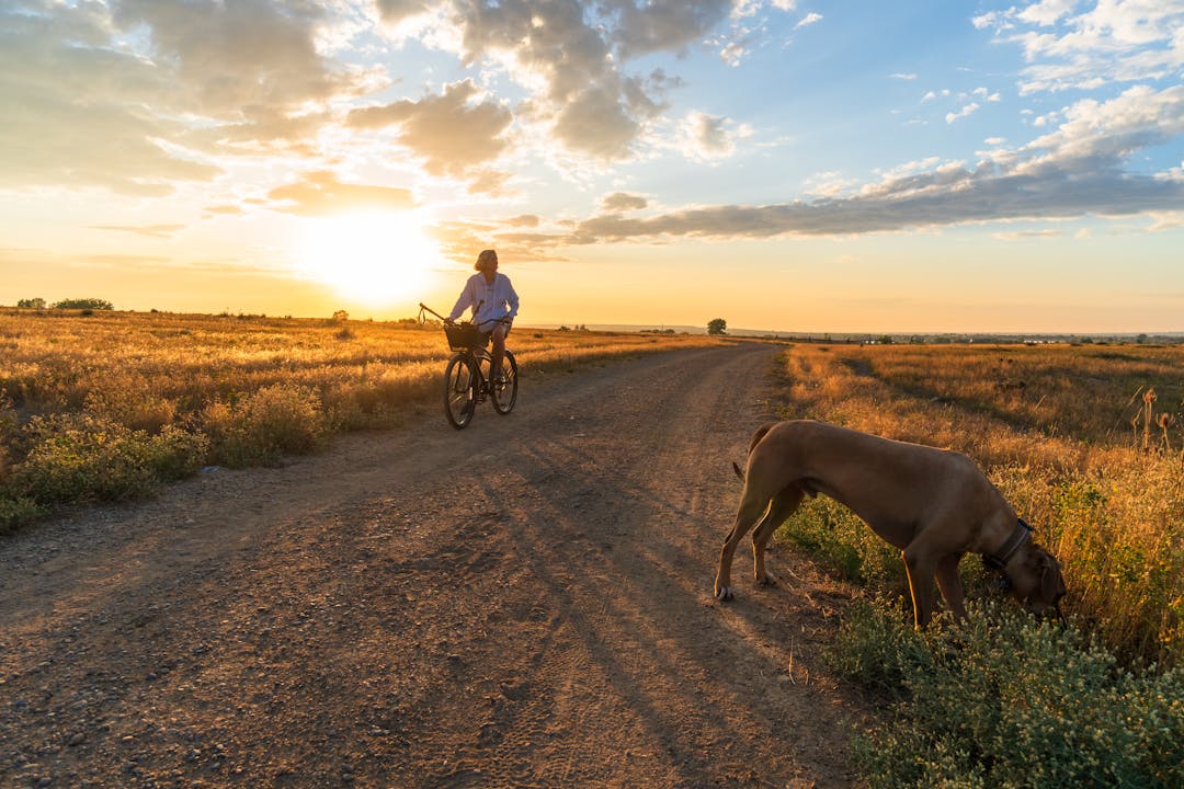 Decoding Dog Body Language with Other Dogs Effectively