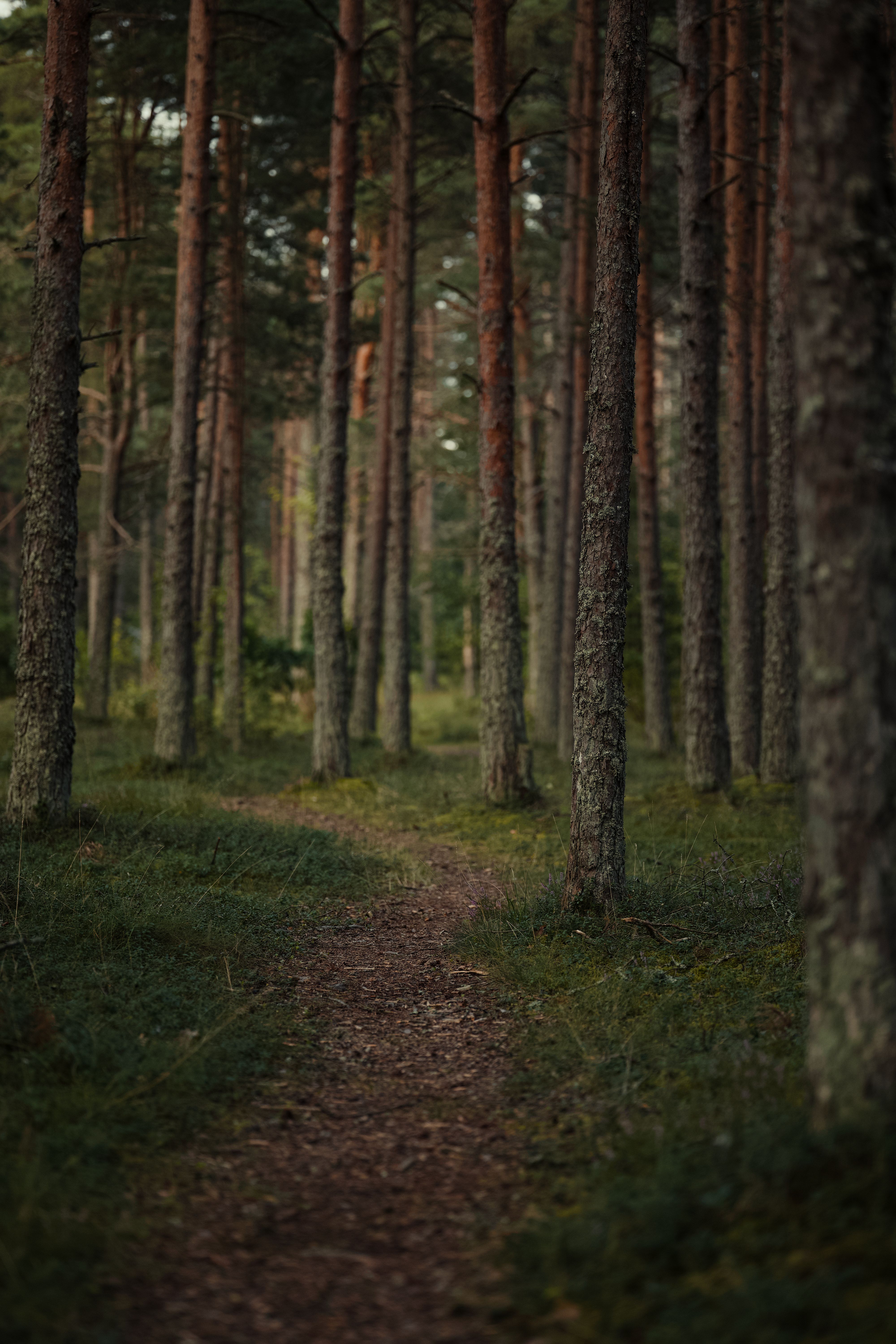 Forest Trail Photos, Download The BEST Free Forest Trail Stock Photos ...