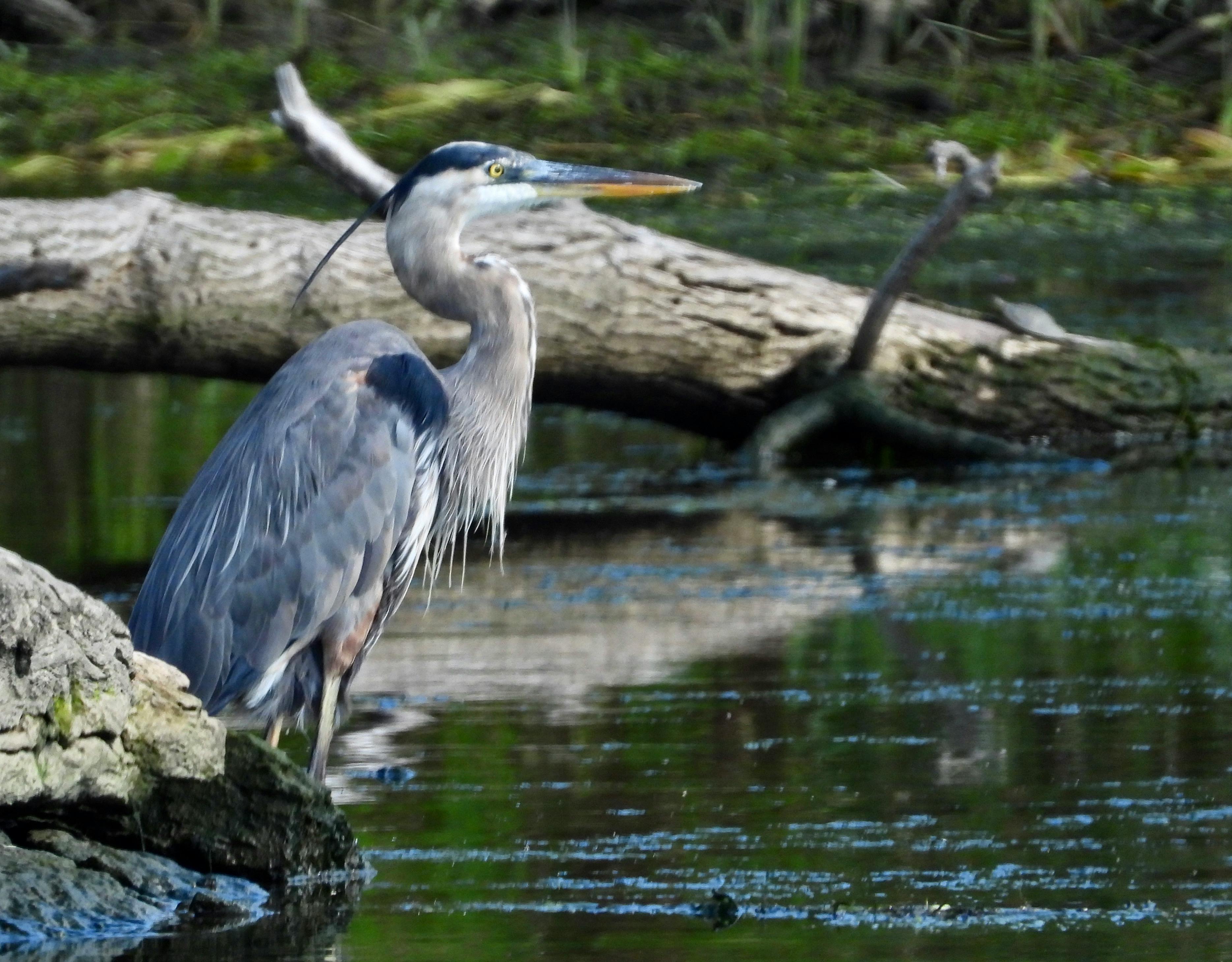 Iowa Bird Identification Guide for Beginners: A Simple Guide