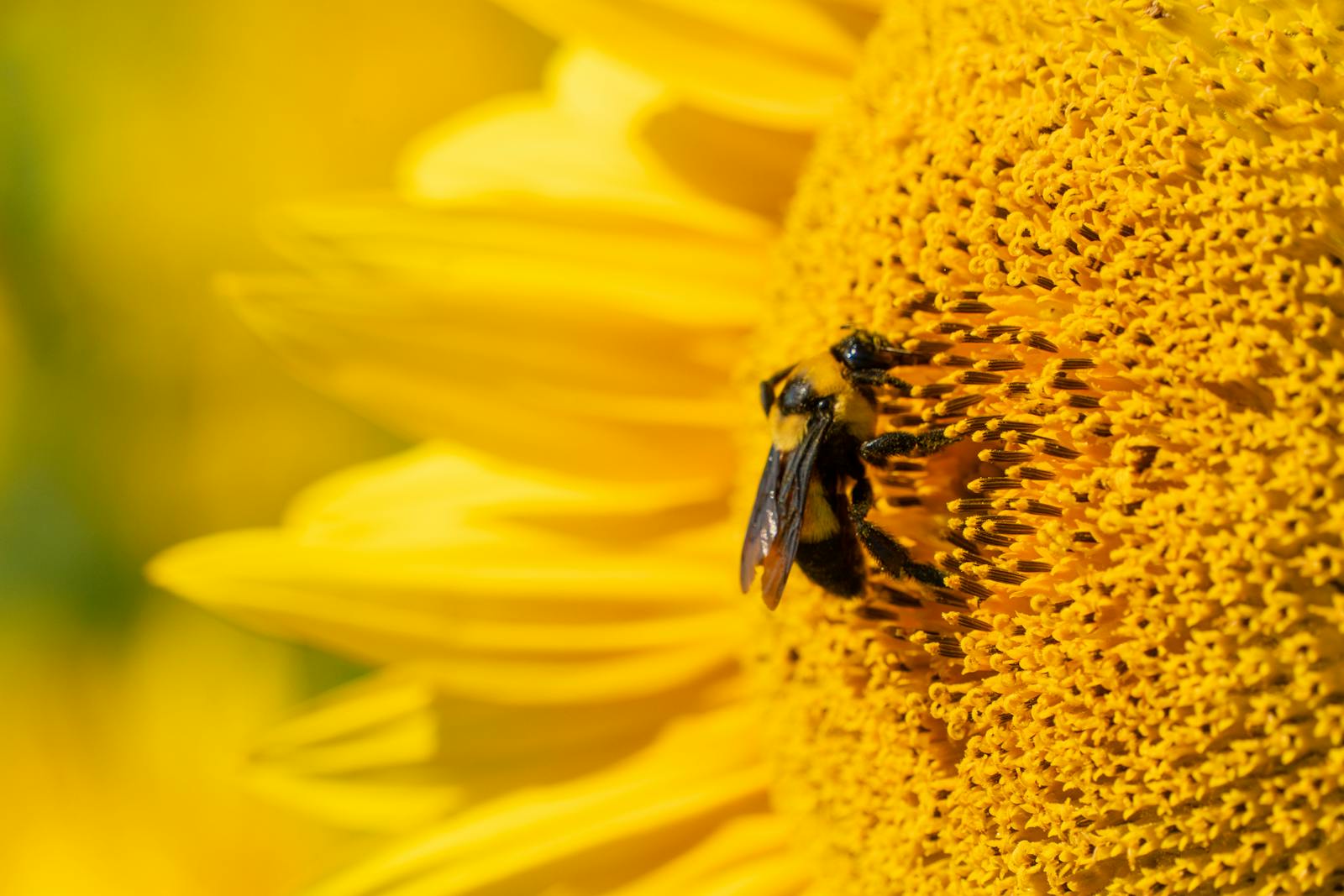 Bumble Bee Photos, Download The BEST Free Bumble Bee Stock Photos & HD ...