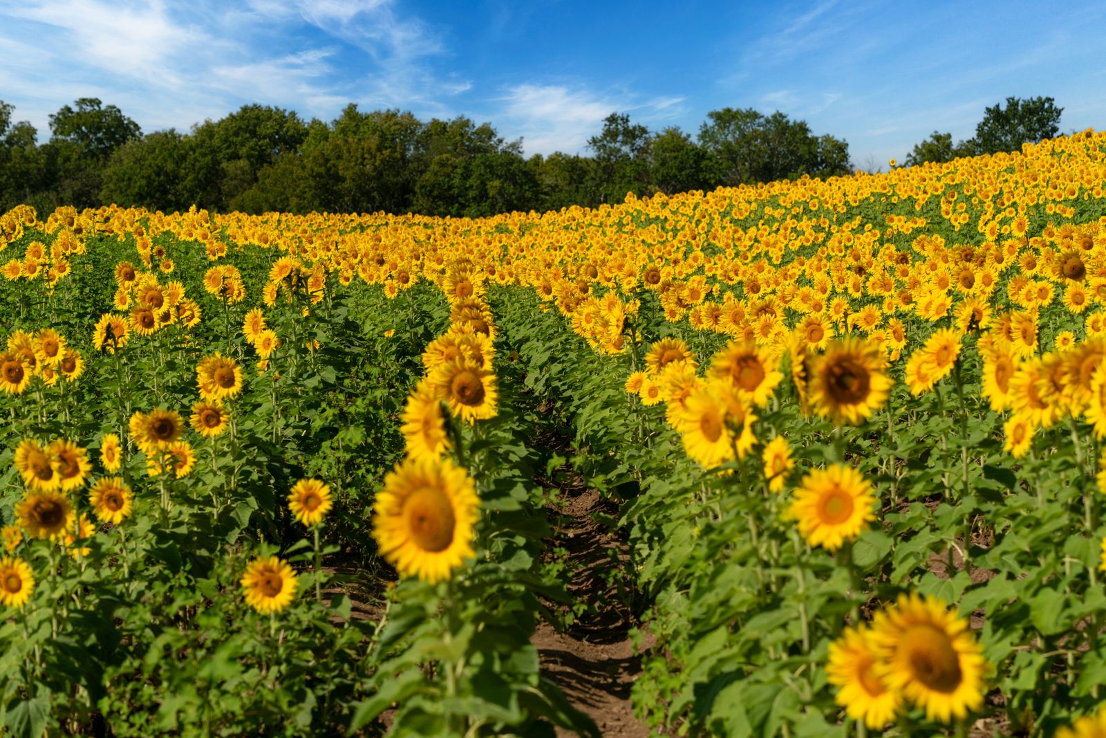 Sun Background Photos, Download The BEST Free Sun Background Stock ...
