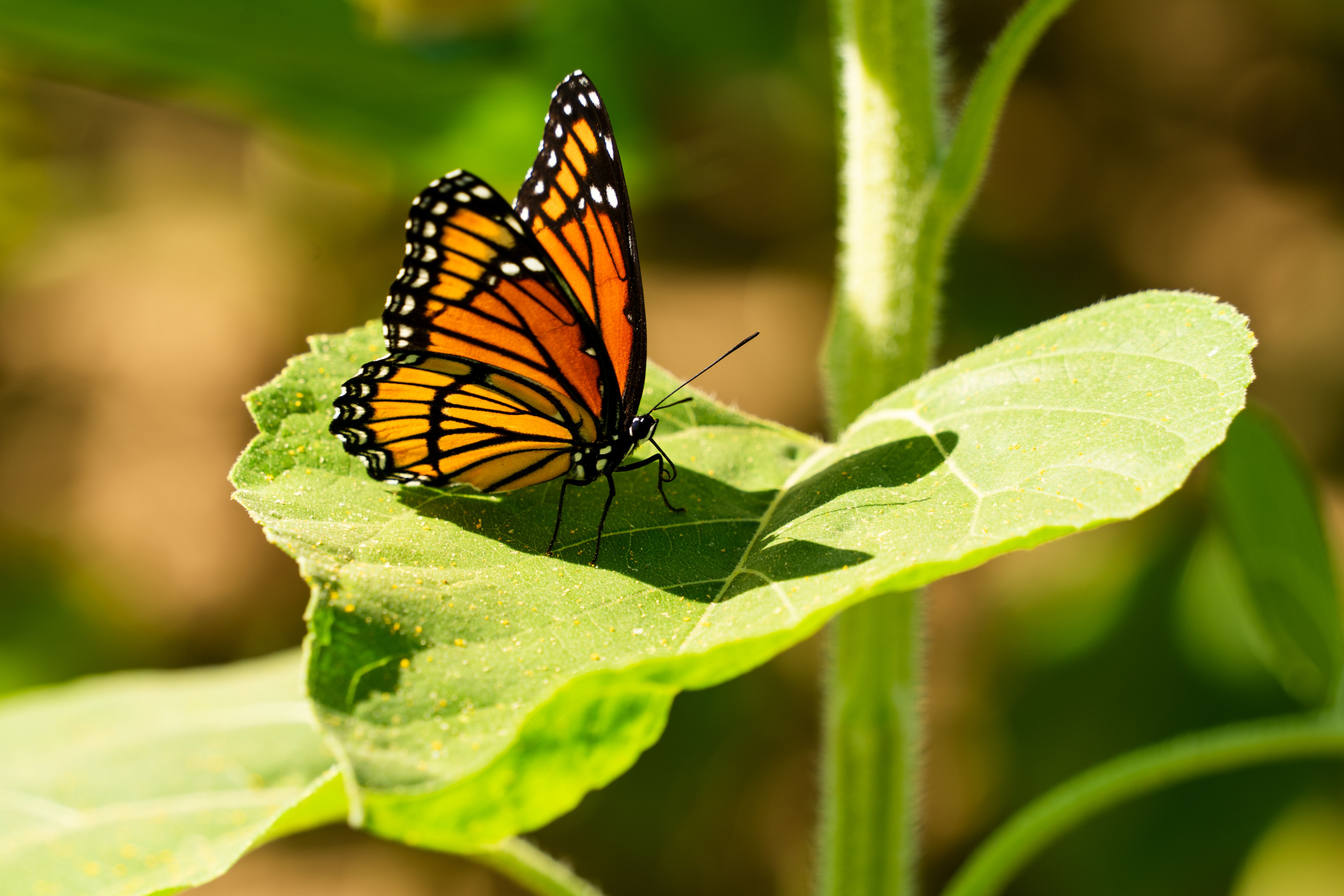 Vibrant Monarch Butterfly Resting on Leaf · Free Stock Photo