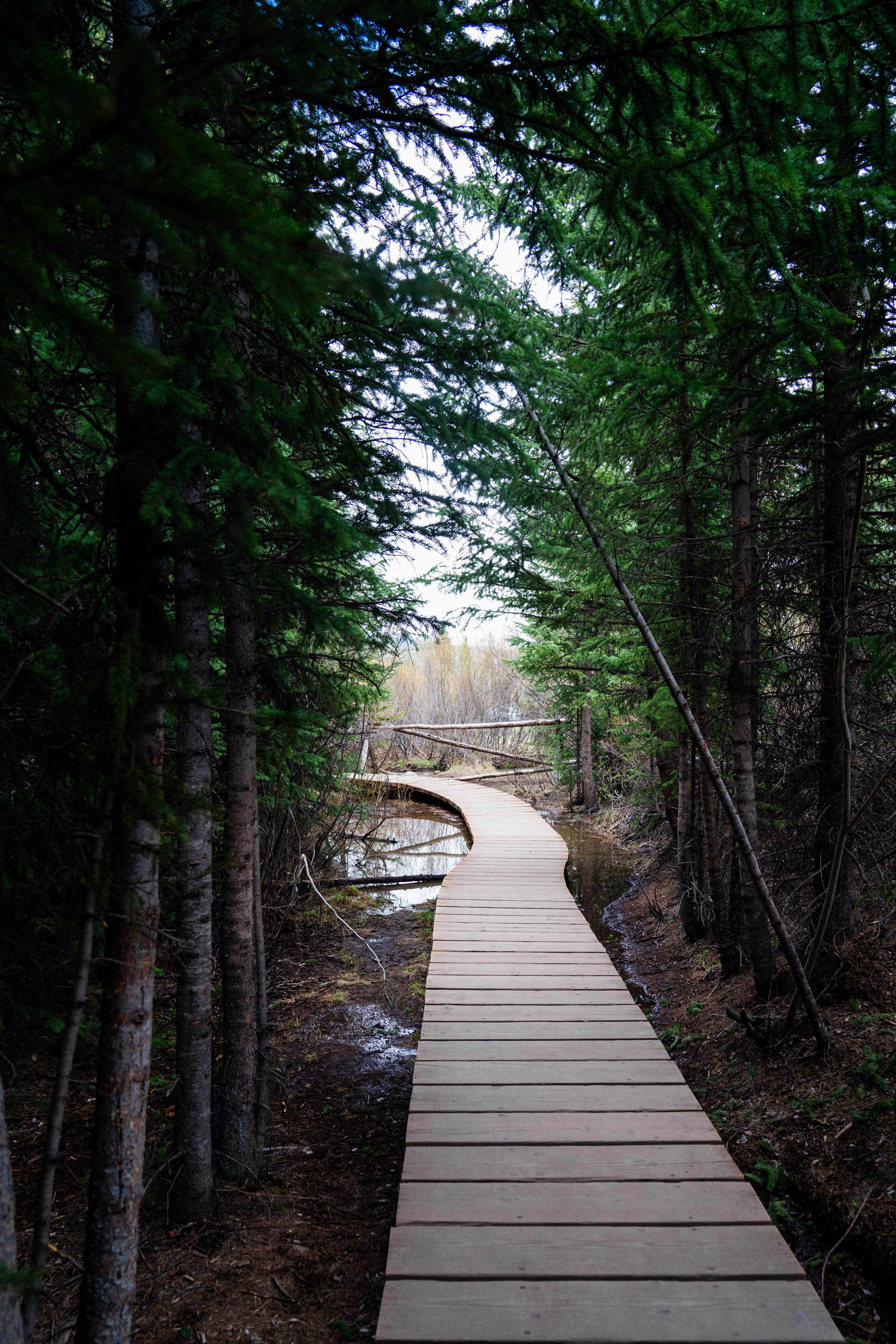 Slatted Wood Pathway Between Trees · Free Stock Photo