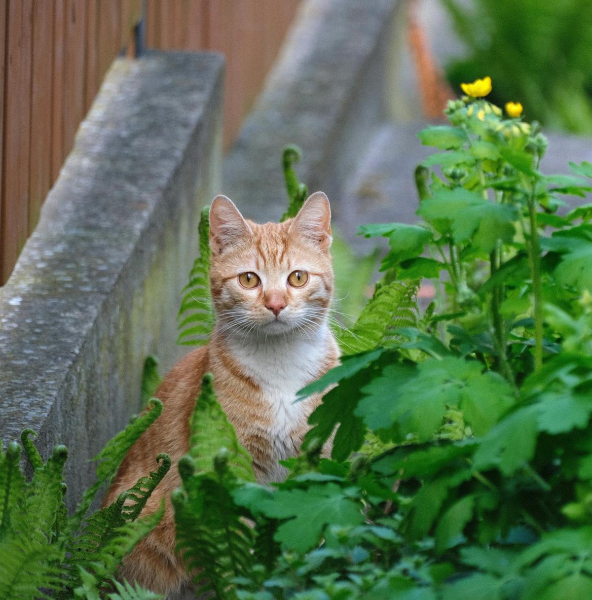 Ginger Cat Photos, Download The BEST Free Ginger Cat Stock Photos & HD ...