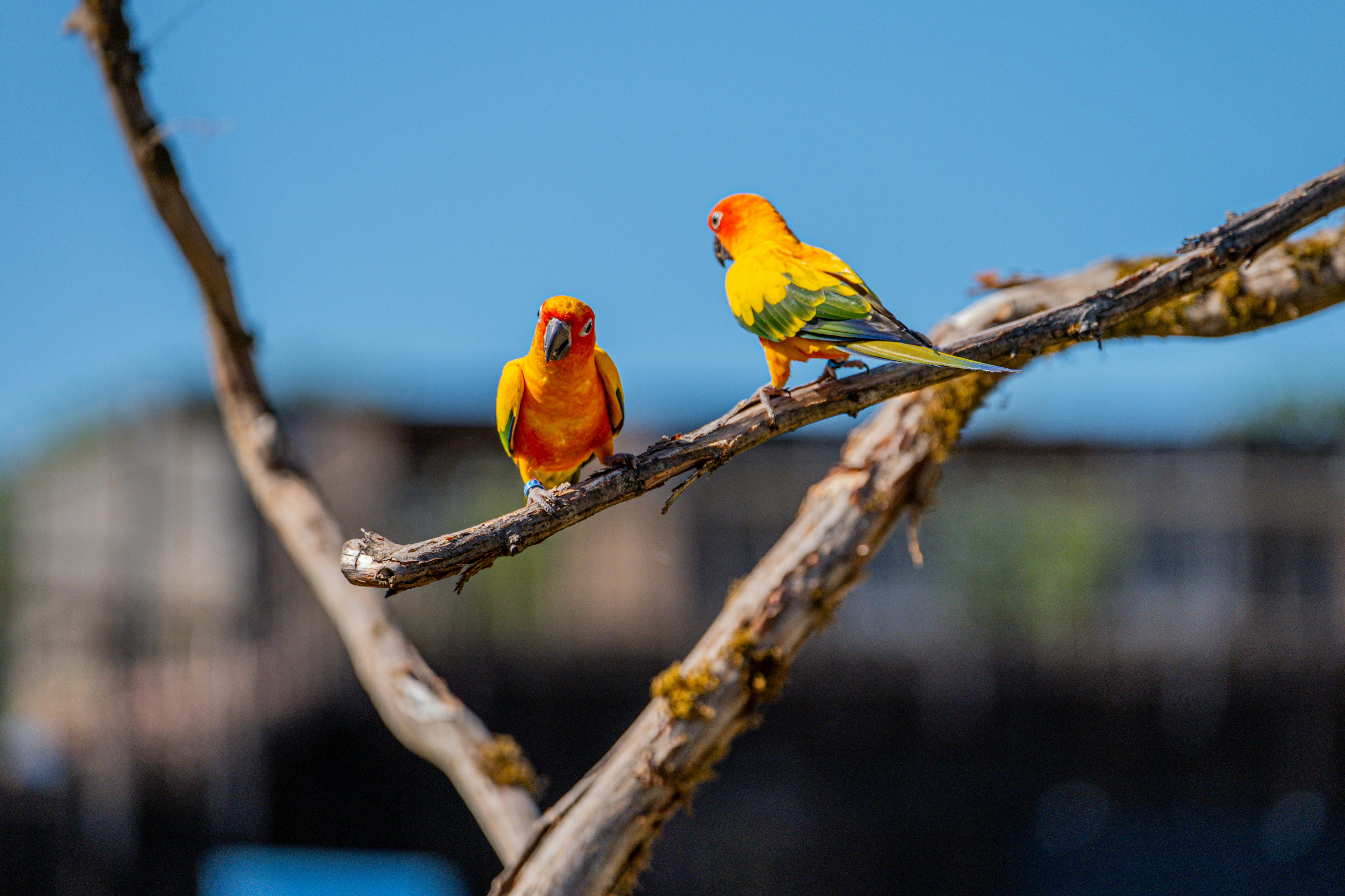 Aratinga Canicularis: Friendly, Colorful Parrot Overview