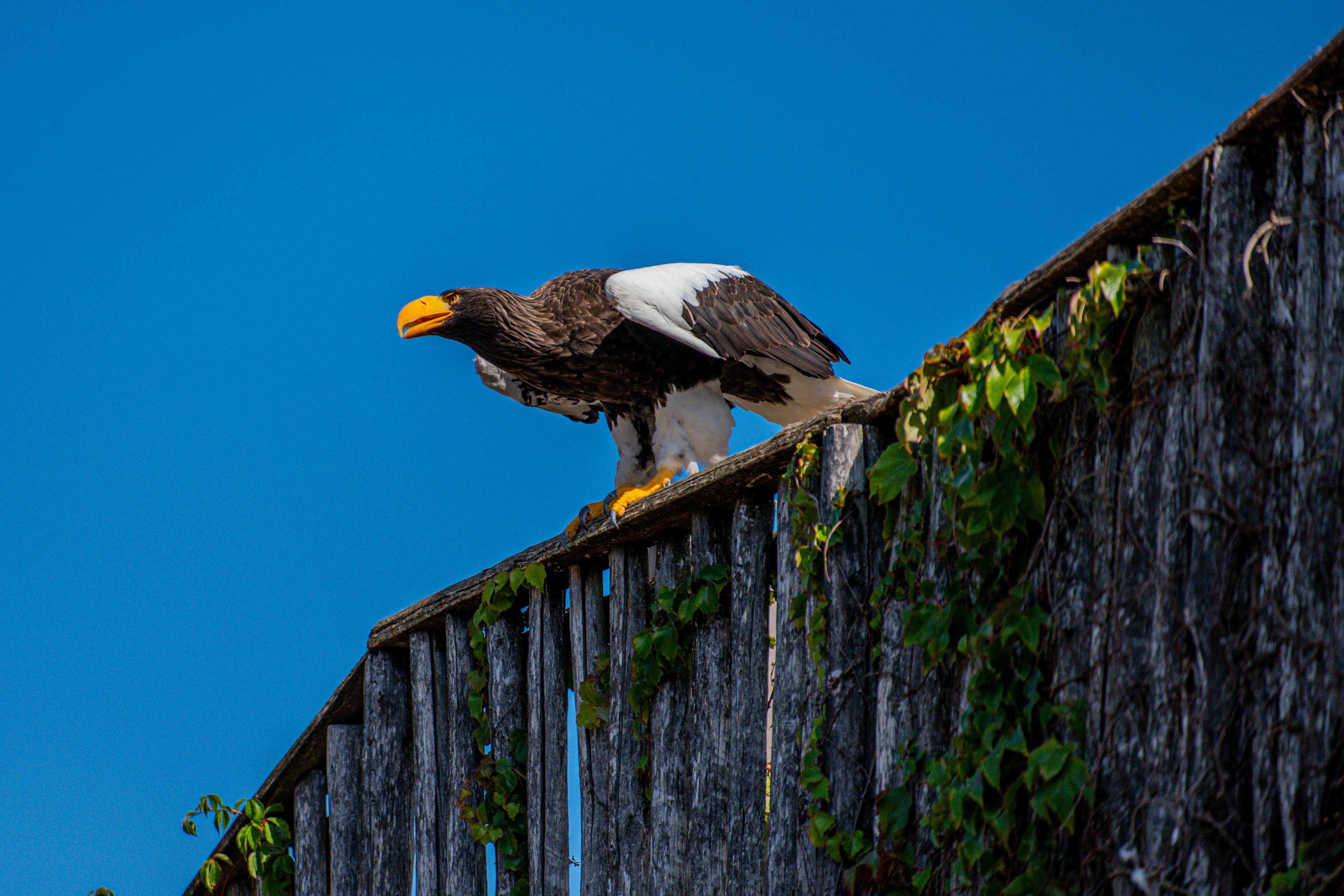 Bald Eagle In Flight Photos, Download The BEST Free Bald Eagle In ...