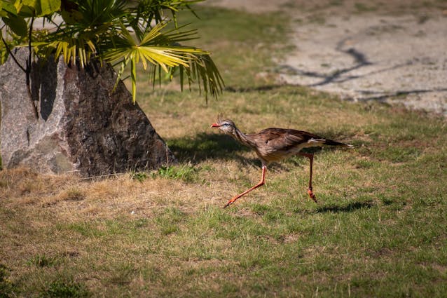 Online Bird Identification Tools and Resources Galore