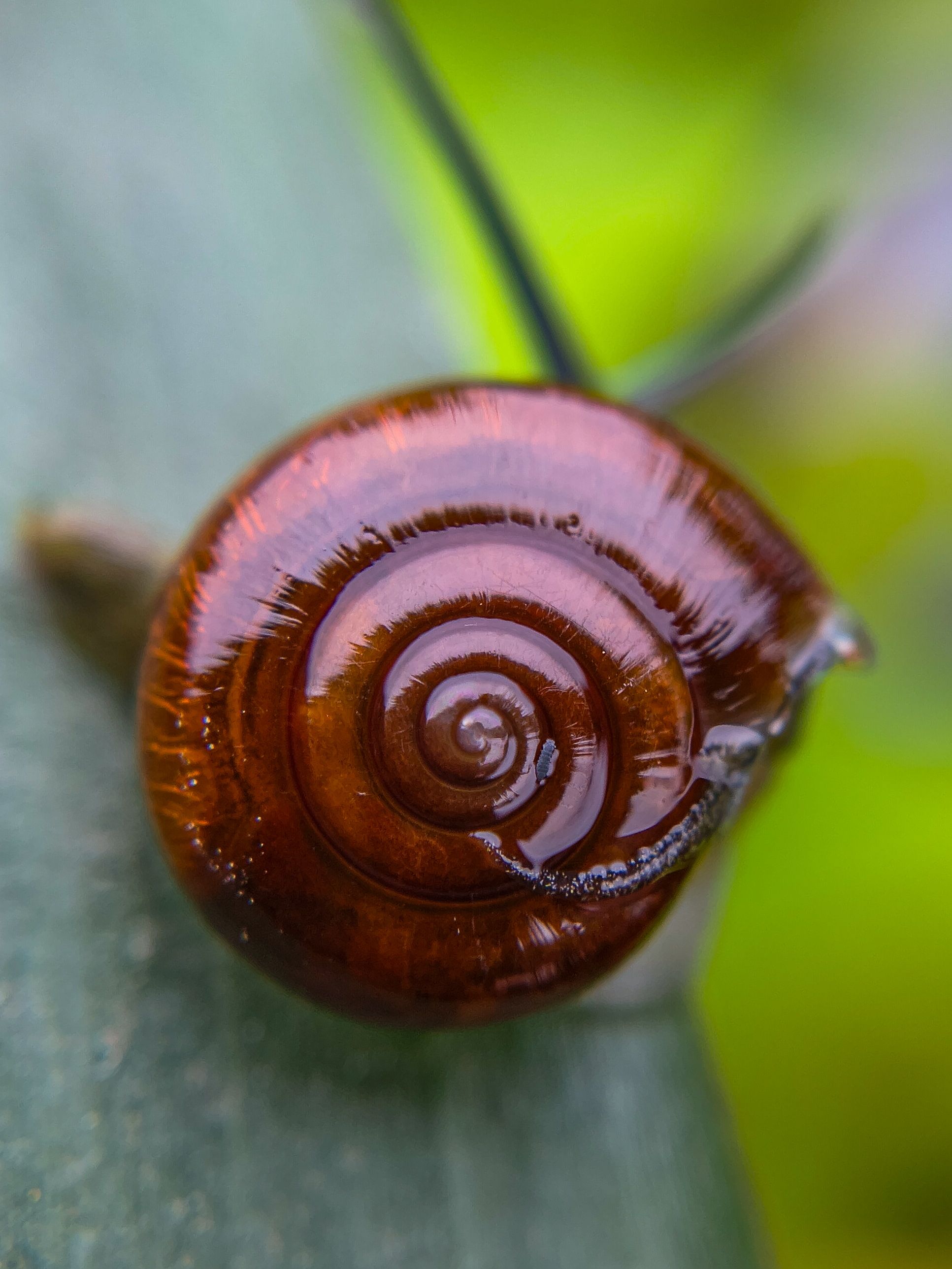 Cute Snail Photos, Download The BEST Free Cute Snail Stock Photos & HD ...
