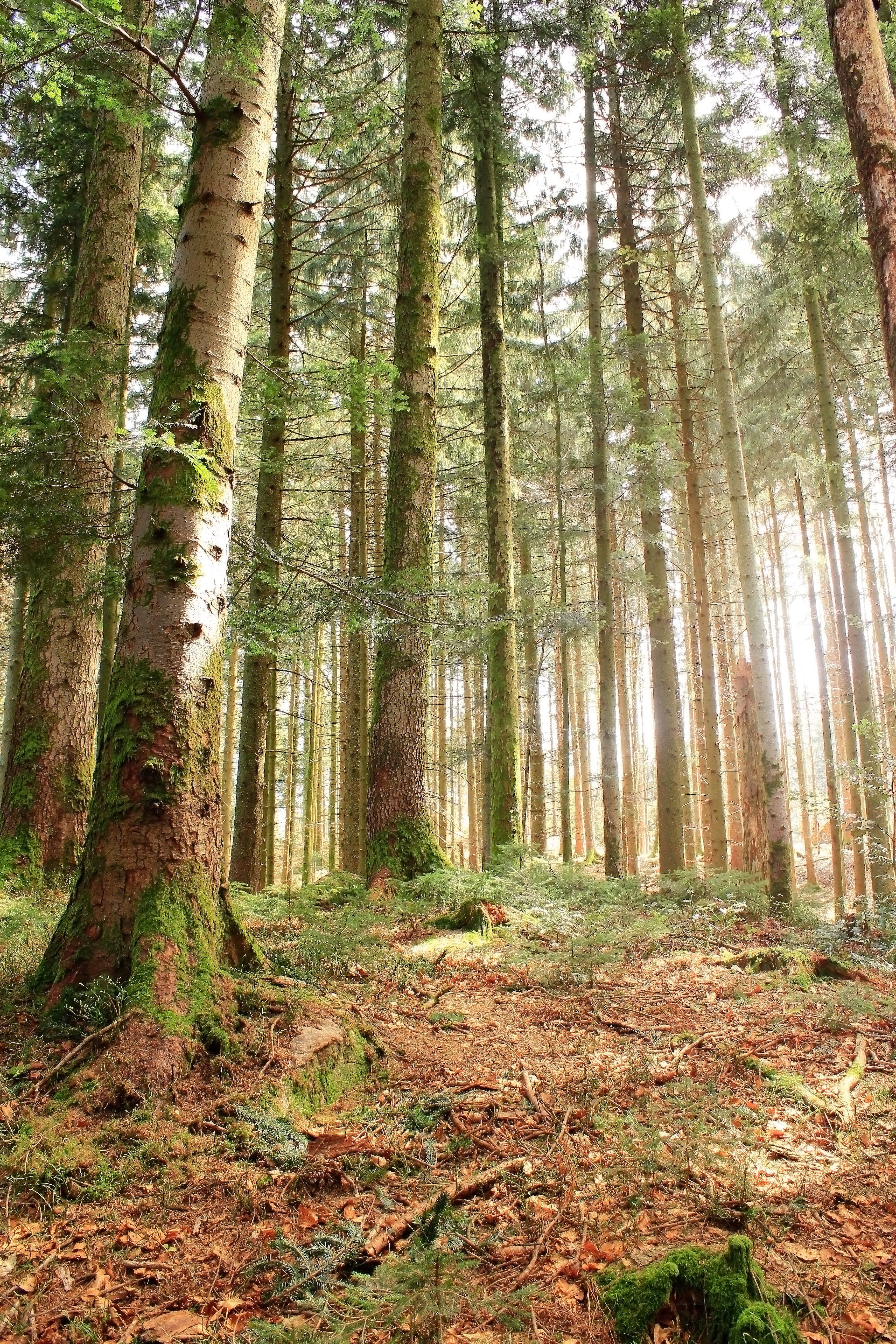 Glowy Forest Photos, Download The BEST Free Glowy Forest Stock Photos ...
