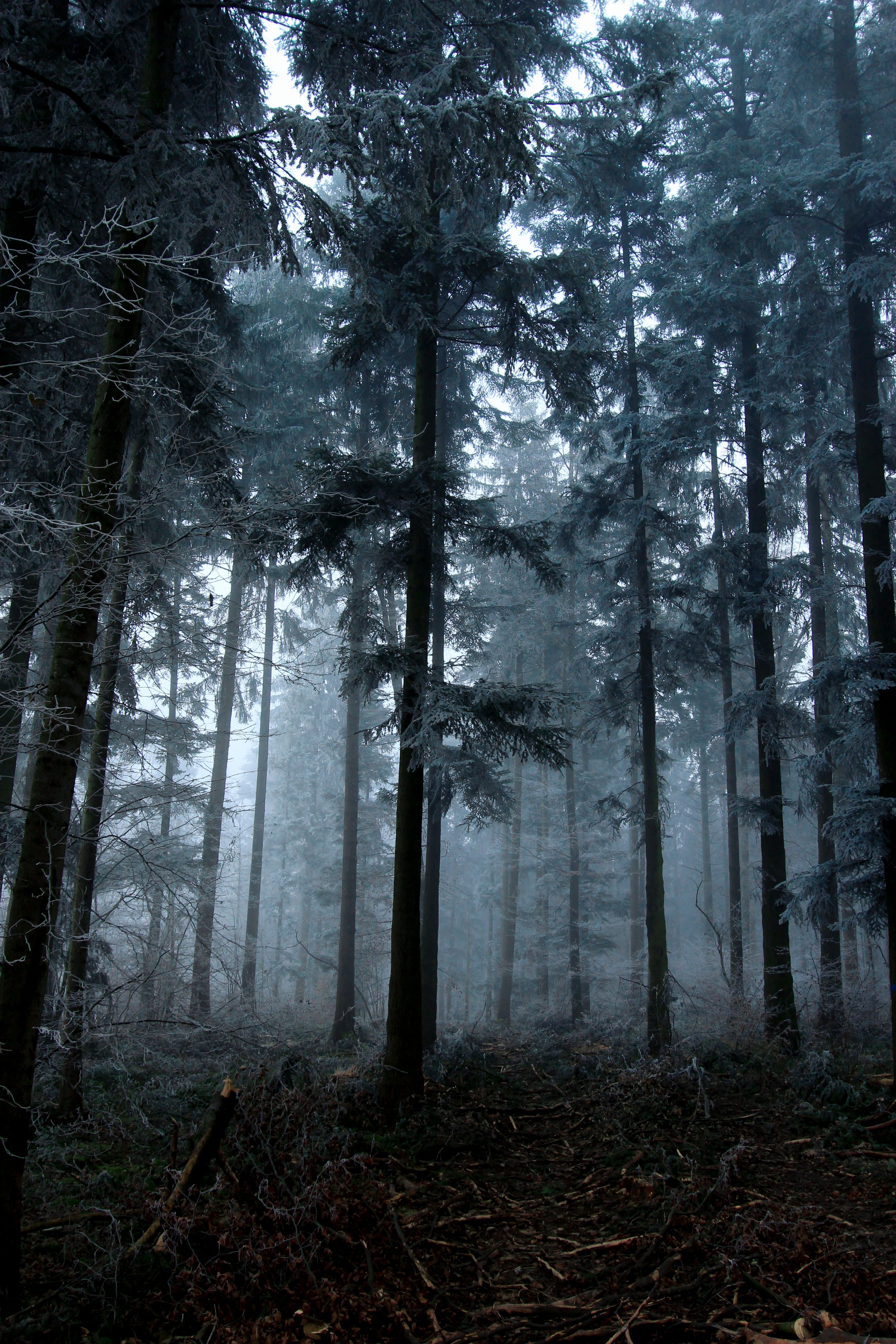 Dark Forest in Winter · Free Stock Photo