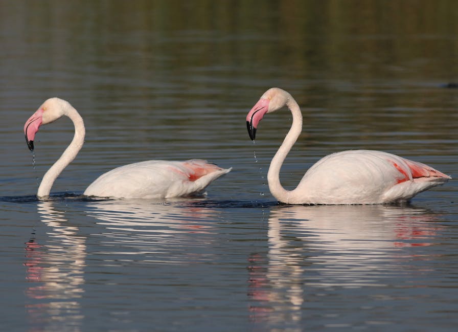 Bird Conservation Organizations: Making a Global Impact