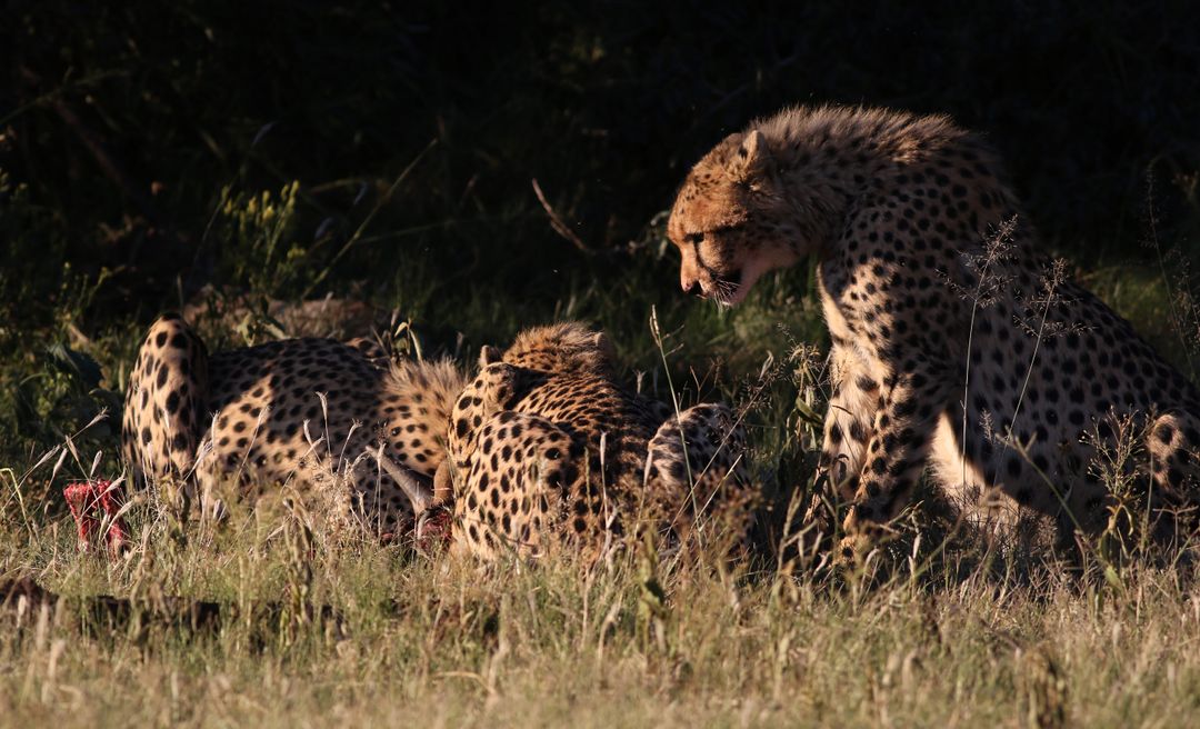 Discover the Majestic Big Cat Types from Around the World
