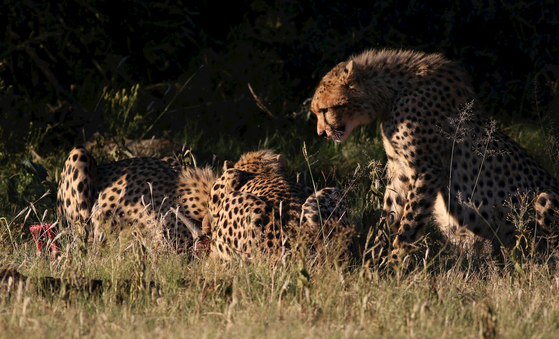 Discover the Majestic Big Cat Types from Around the World