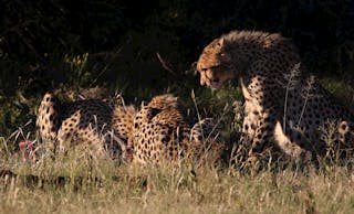 Discover the Majestic Big Cat Types from Around the World