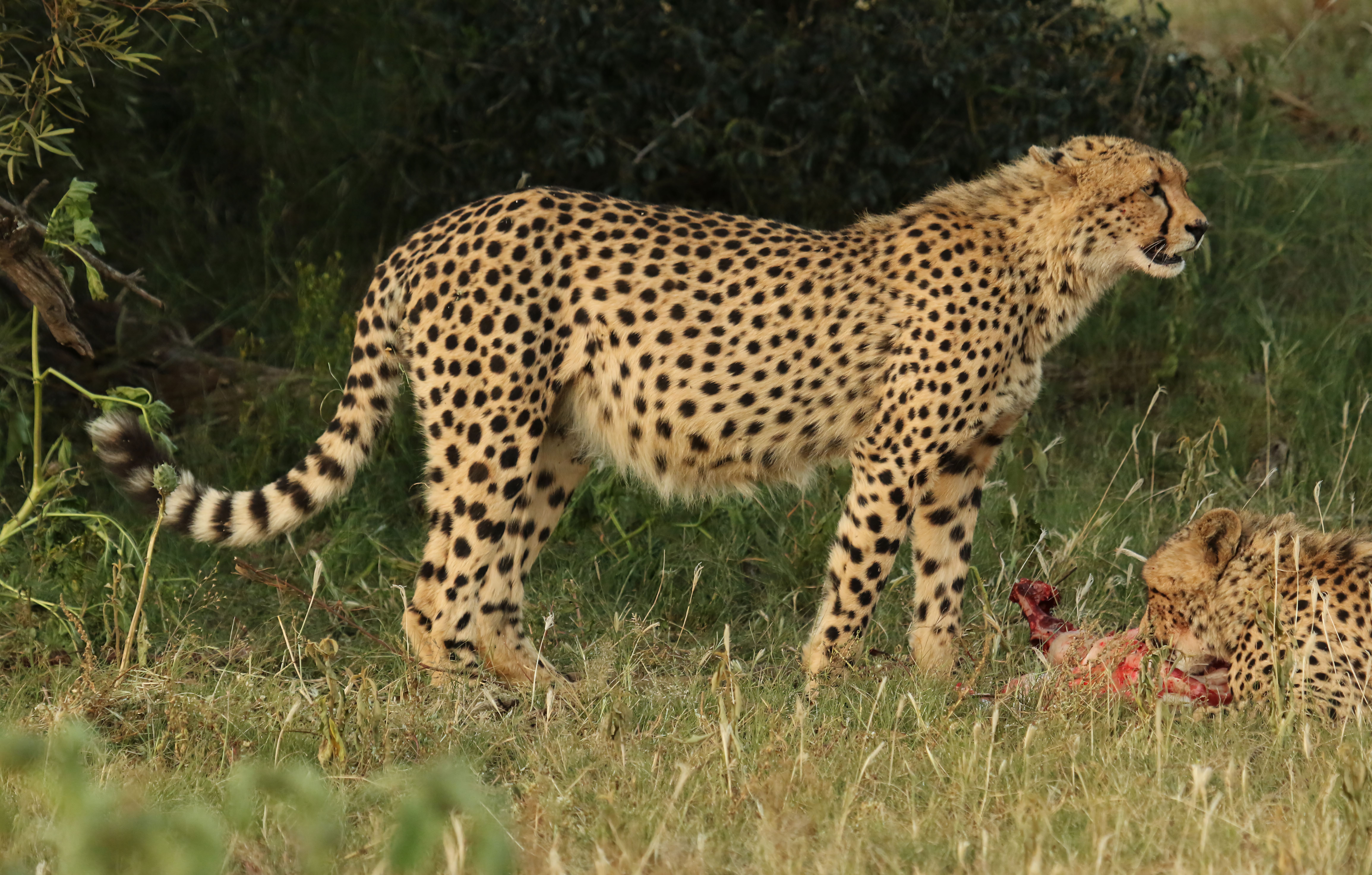 2 Cheetah on the Brown Grass Lawn · Free Stock Photo