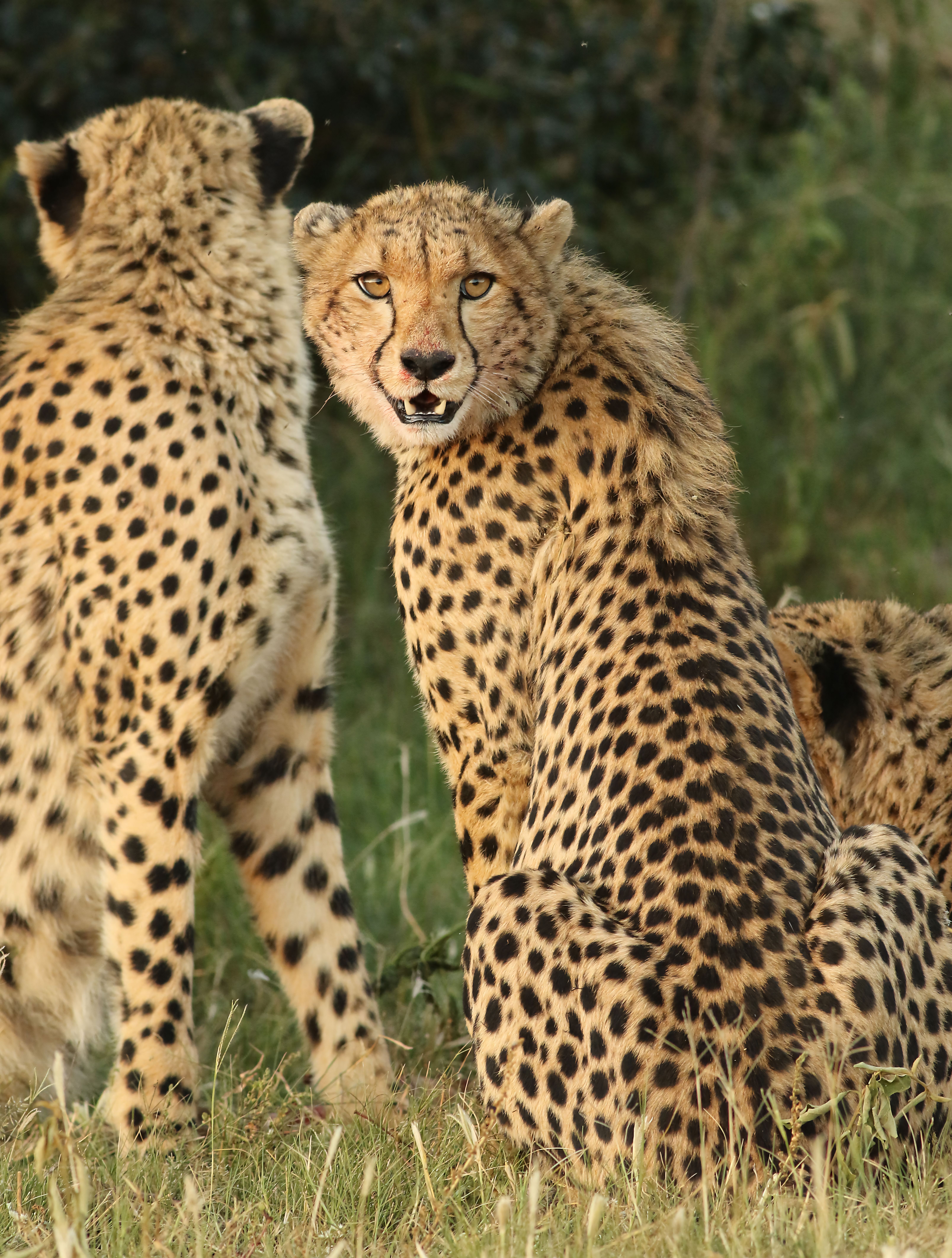 2 Cheetah on the Brown Grass Lawn · Free Stock Photo