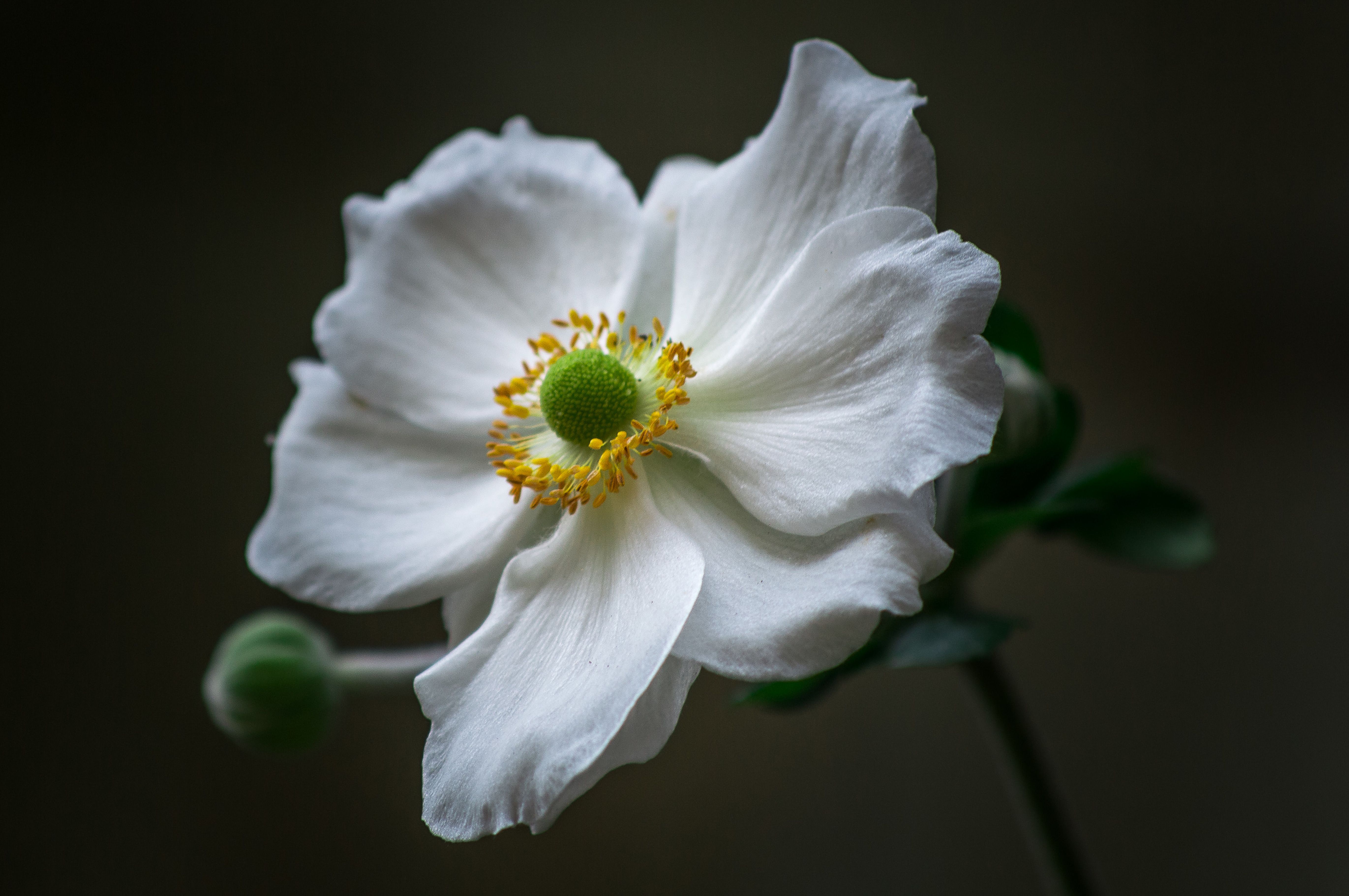 300,000+ Best Flower Wallpaper Photos · 100% Free Download · Pexels ...