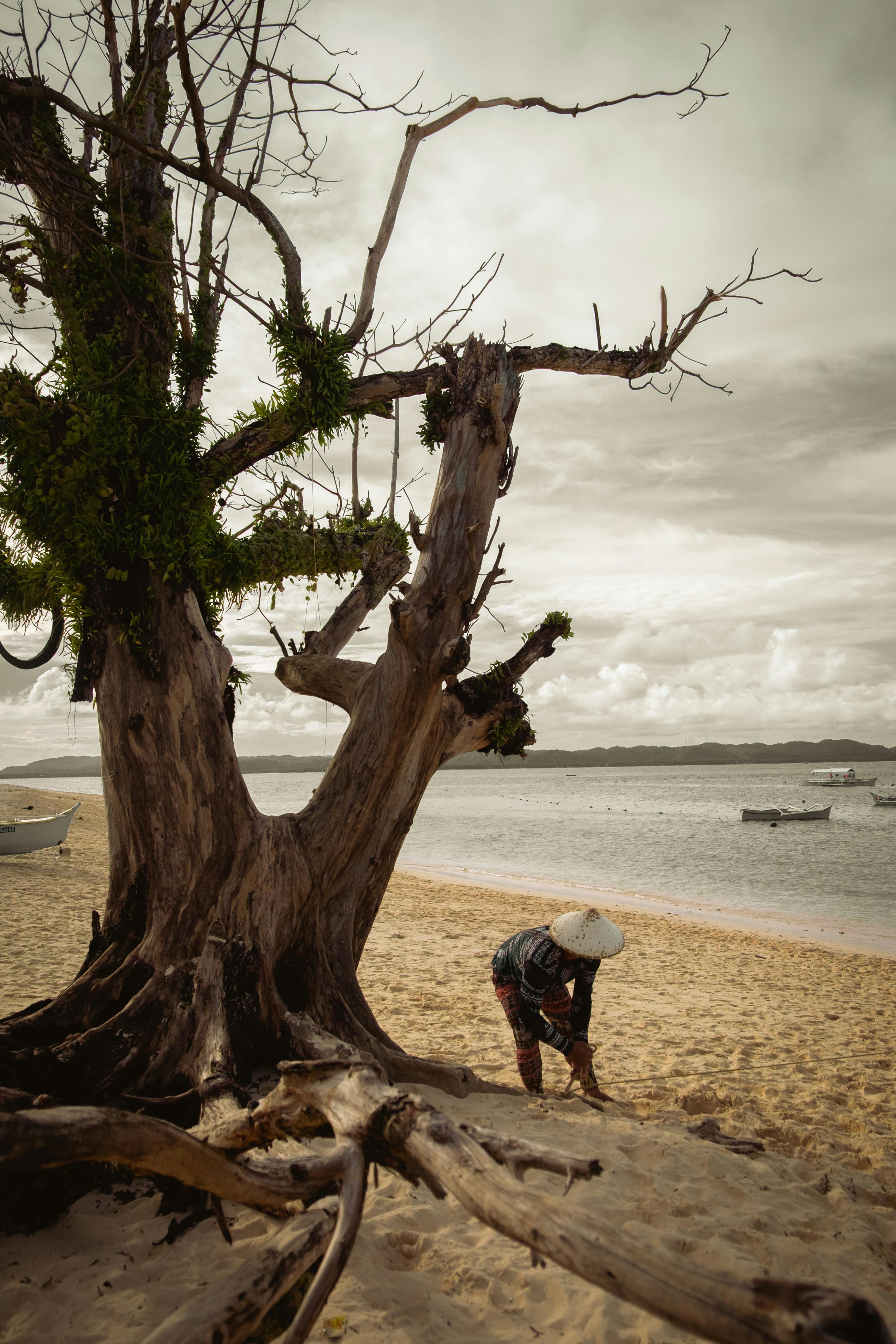 Philippine Tamaraw Photos, Download The BEST Free Philippine Tamaraw ...