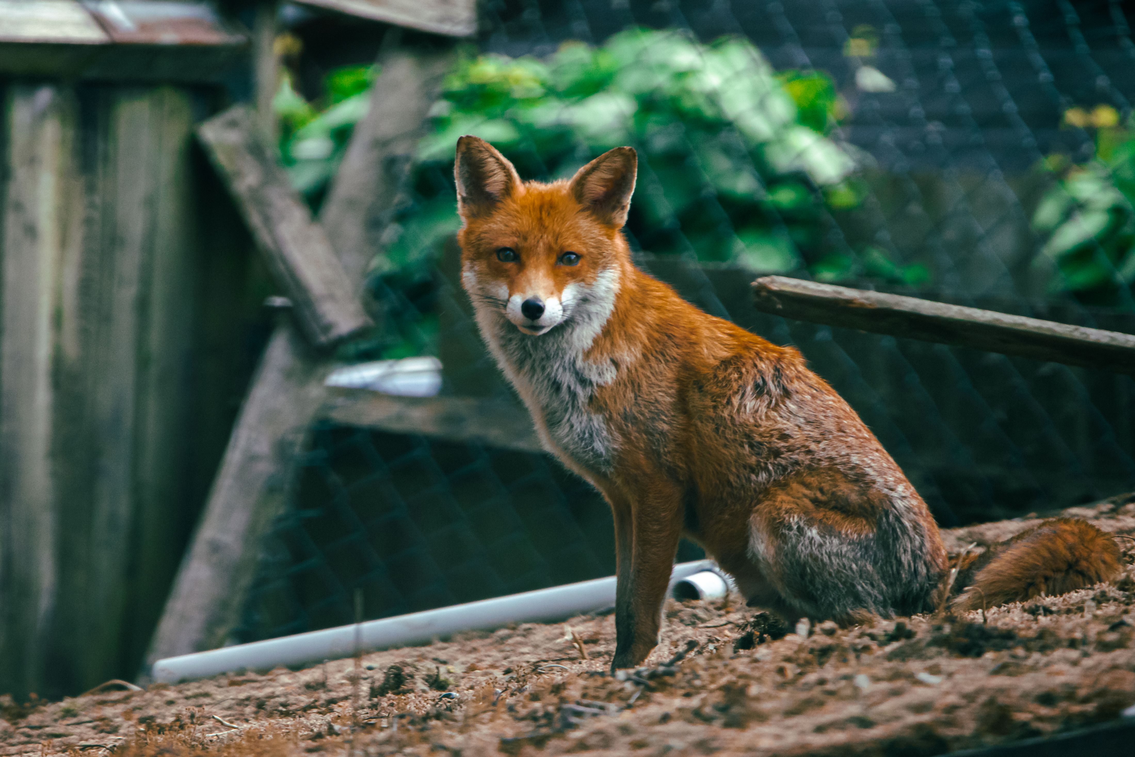 Wild Red Fox Staring in Its Natural Habitat · Free Stock Photo