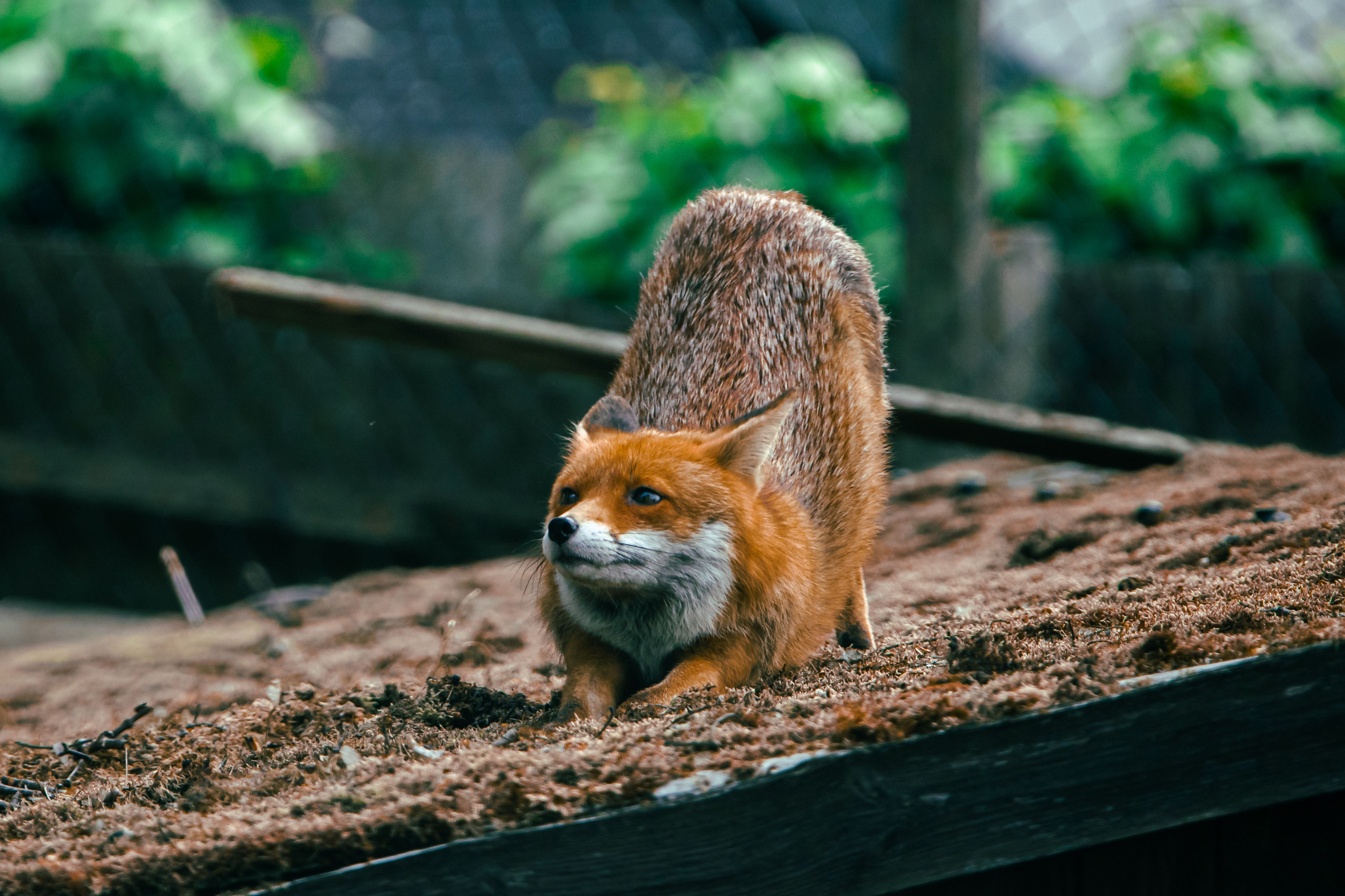 Animals Lean Photos, Download The BEST Free Animals Lean Stock Photos ...