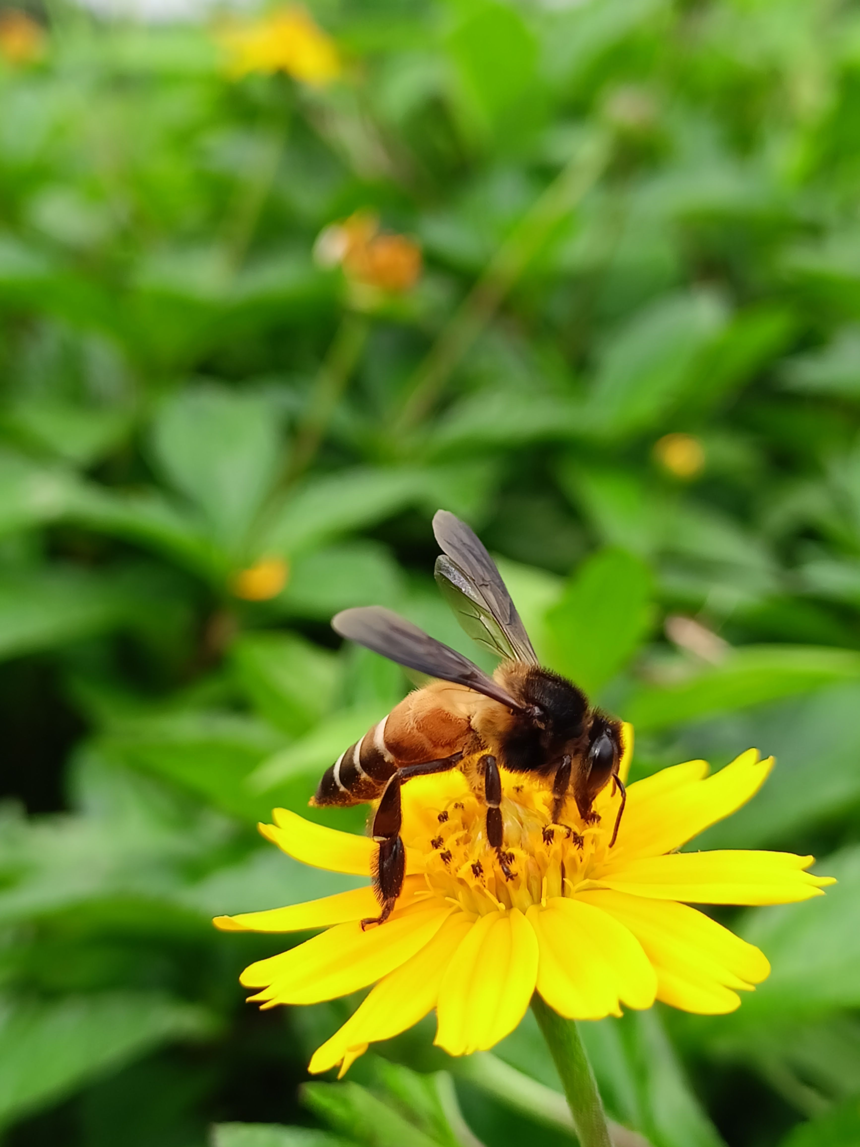 Bee On A Flower Photos, Download The BEST Free Bee On A Flower Stock ...