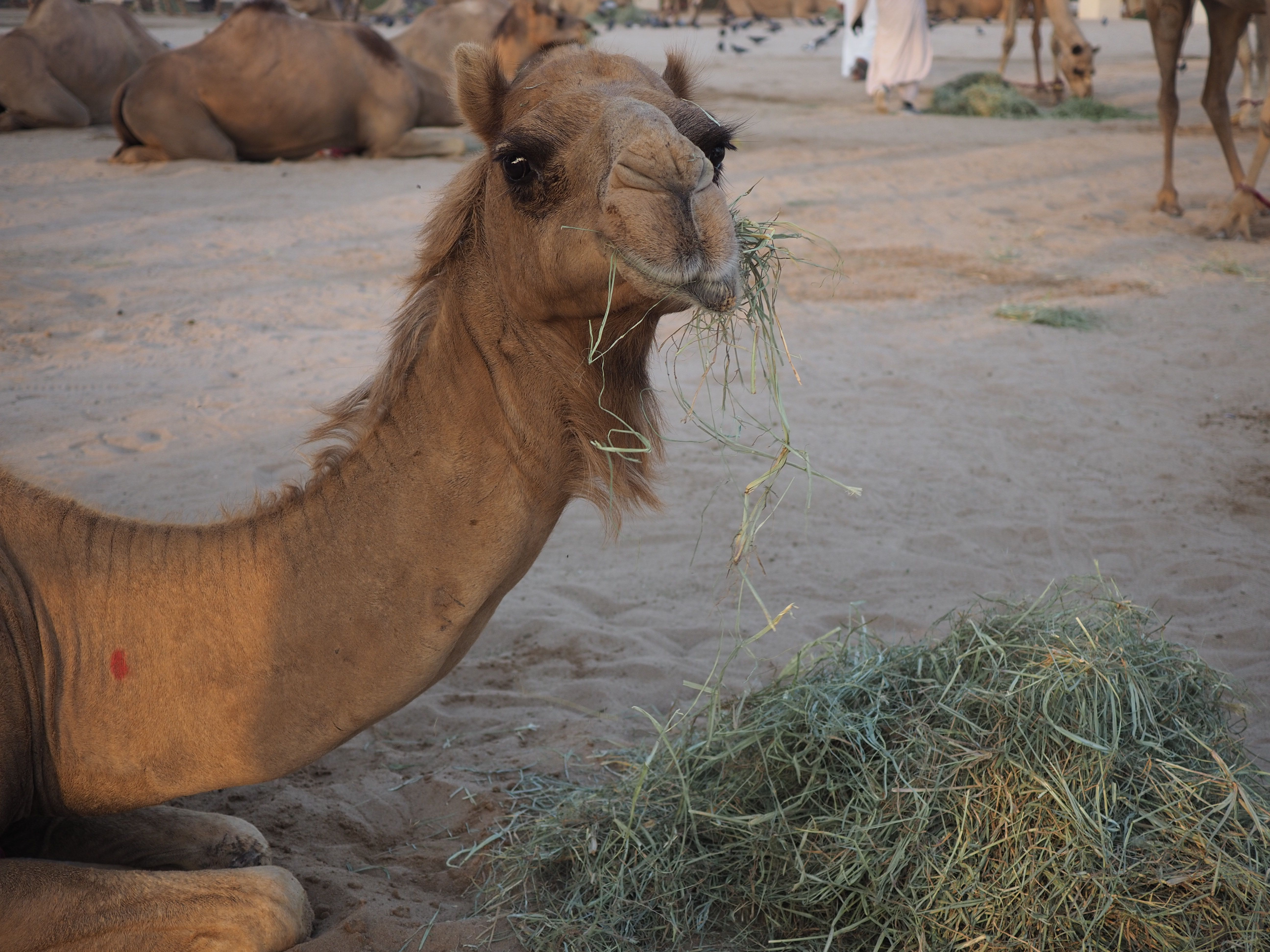 Camel Eating Hay in Doha Desert Setting · Free Stock Photo