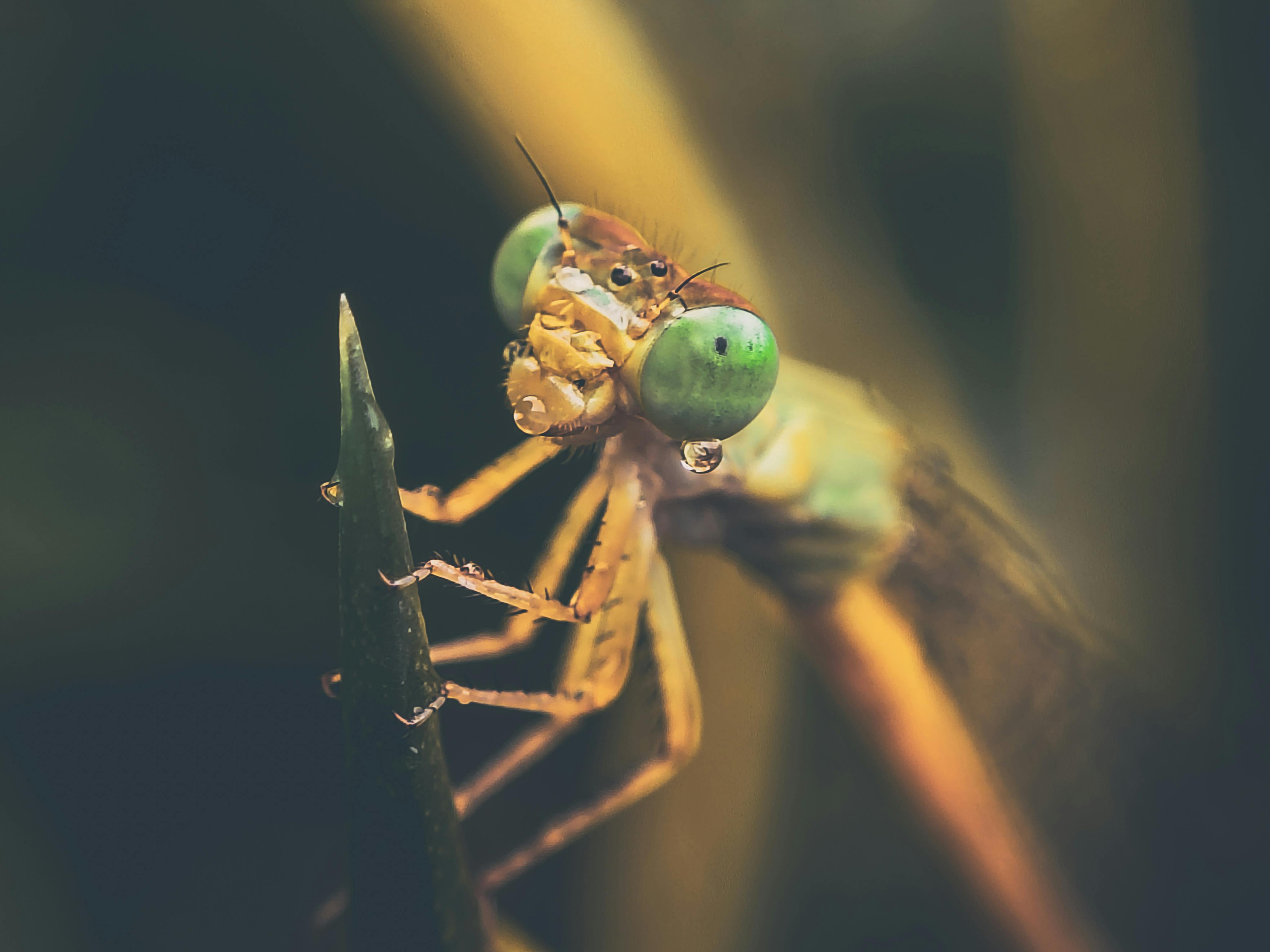 Ridwan Gupta – Fotografia